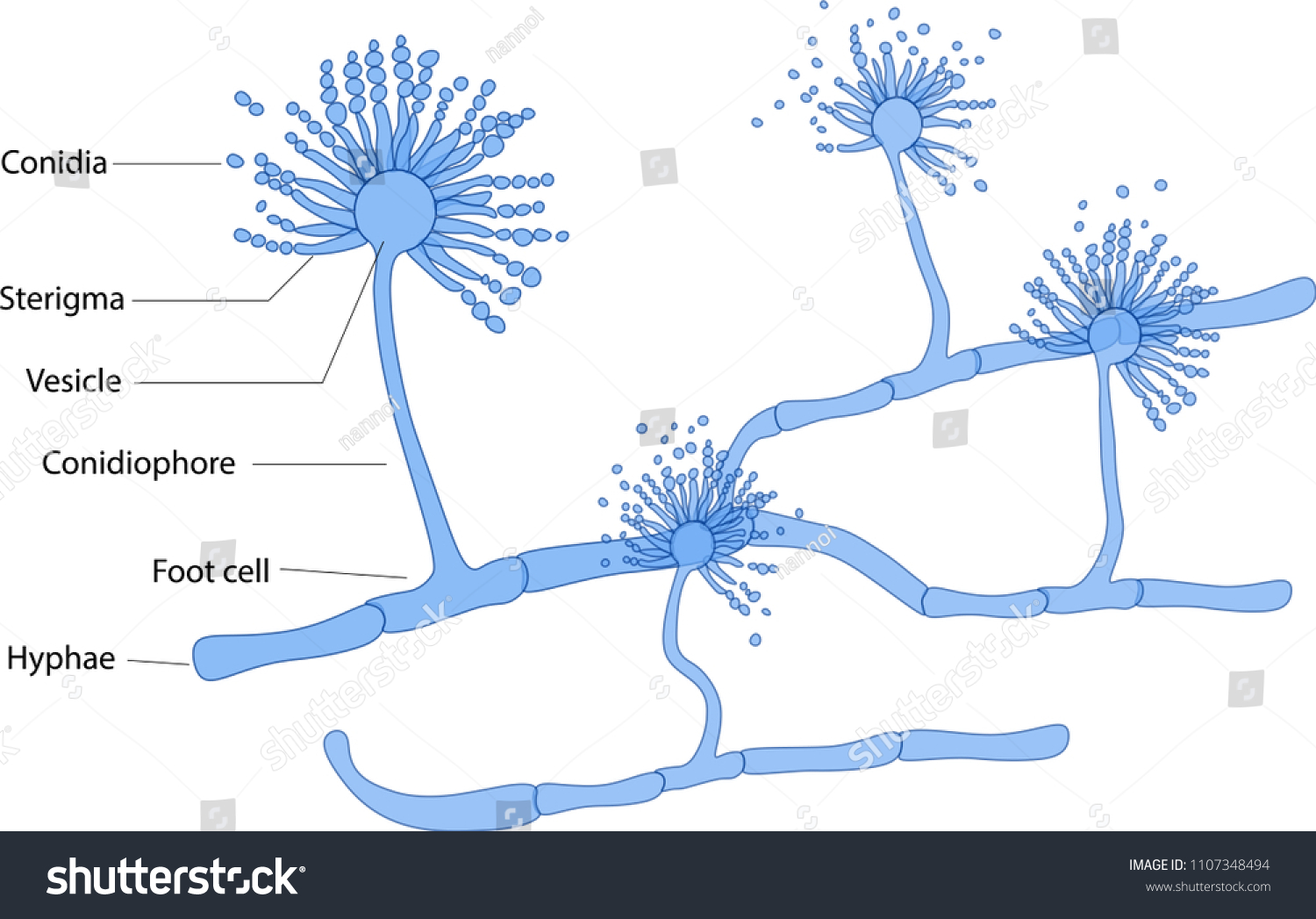 Structure Aspergillus Stock Vector (Royalty Free) 1107348494