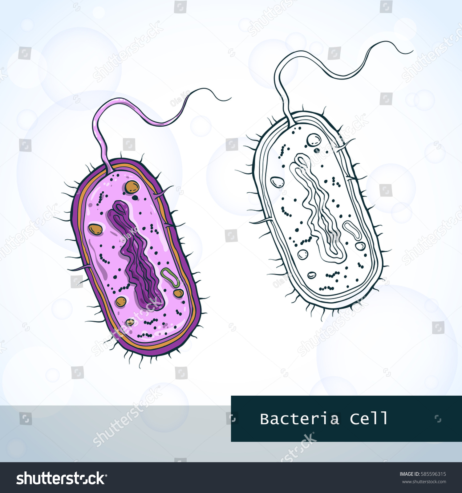 Structure Bacteria Cell Vector Illustration Stock Vector (Royalty Free ...