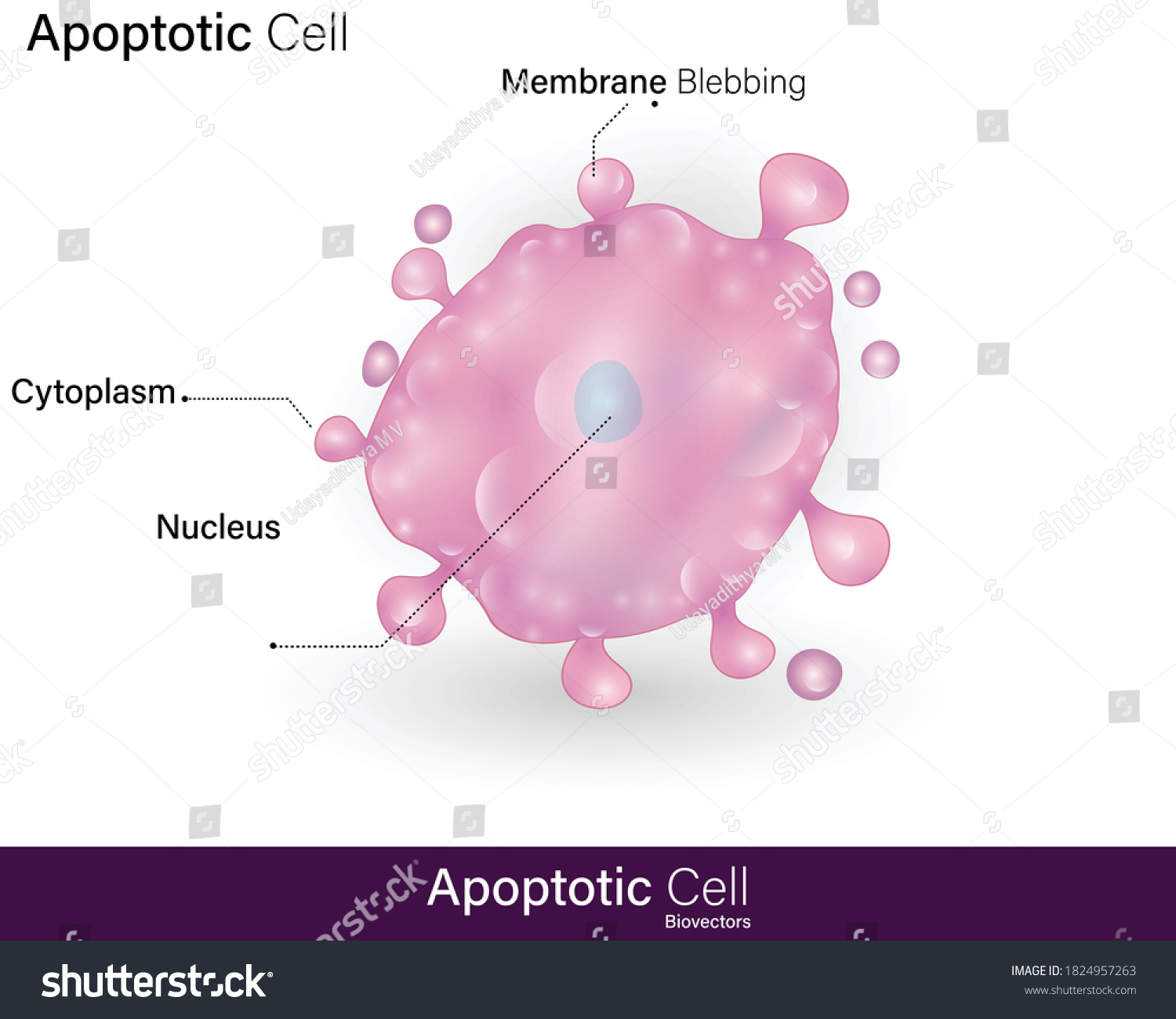 Structure Cell Undergoing Apoptosis Showing Details เวกเตอร์สต็อก