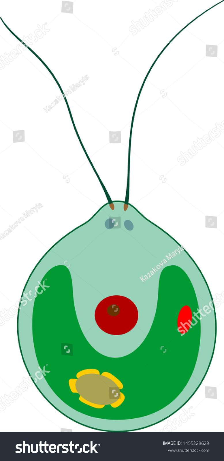 Structure Chlamydomonas Cell Isolated On White Stock Vector Royalty Free 1455228629 Shutterstock