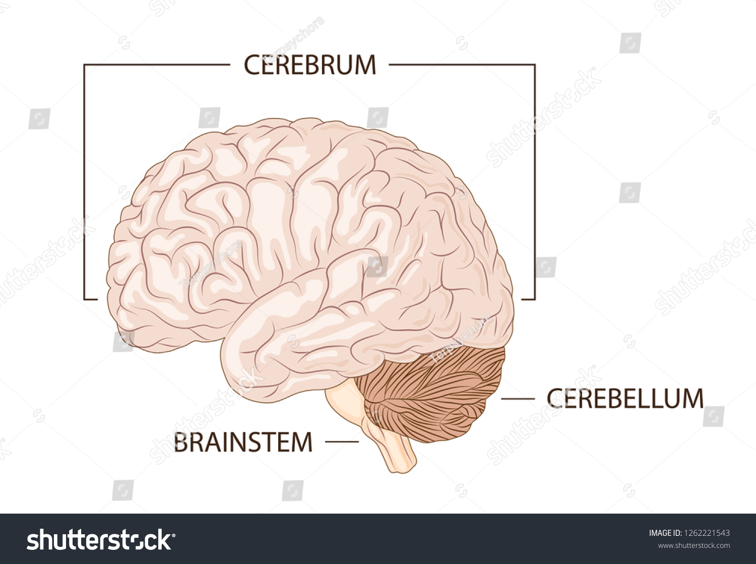 Structure Human Brain Schematic Vector Illustration Stock Vector ... Structure Human Brain Schematic Vector Illustration Stock Vector ...