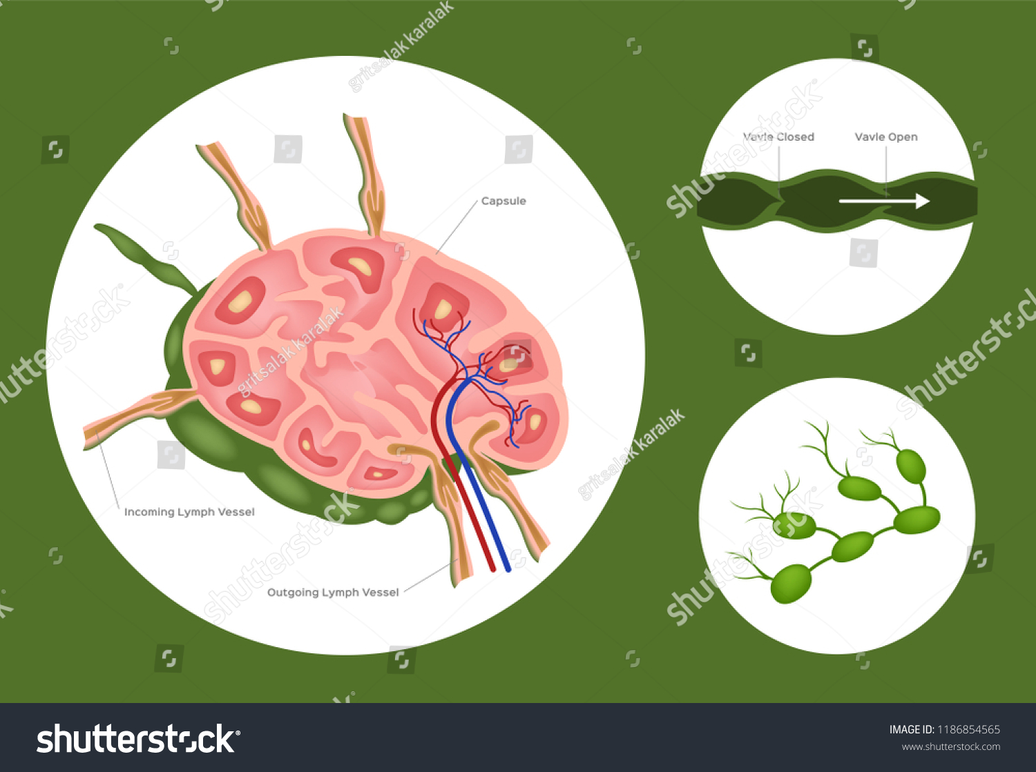 Structure Lymph Nodes System Vector: Vector có sẵn (miễn phí bản quyền ...