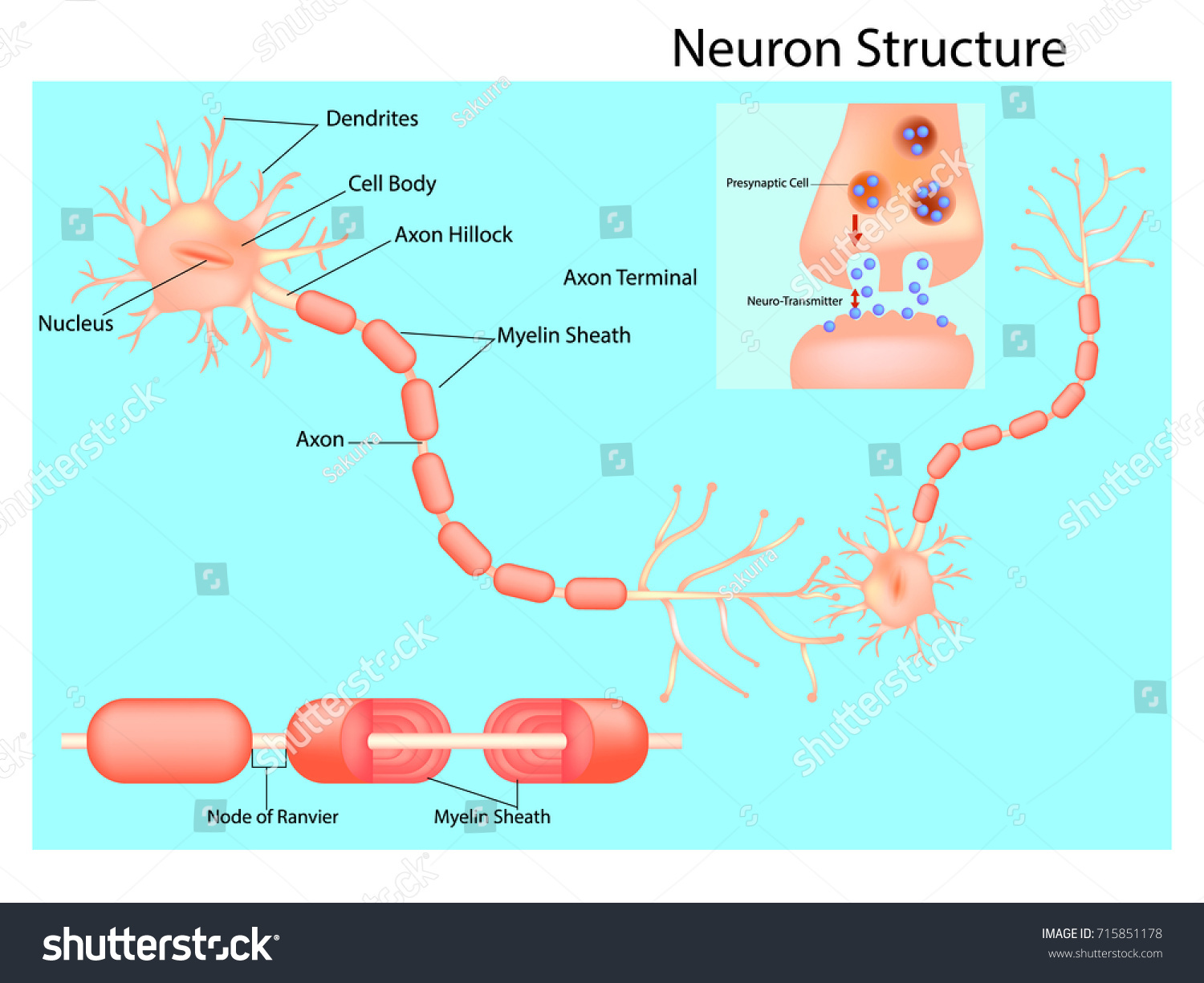 Structure Neuron Axon Terminal: Vetor Stock (livre De Direitos