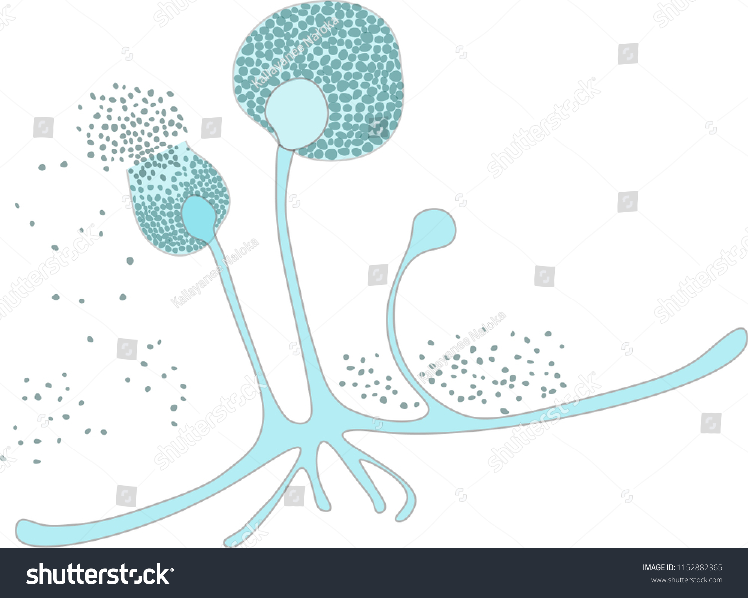 Structure Rhizopus Stock Vector (Royalty Free) 1152882365