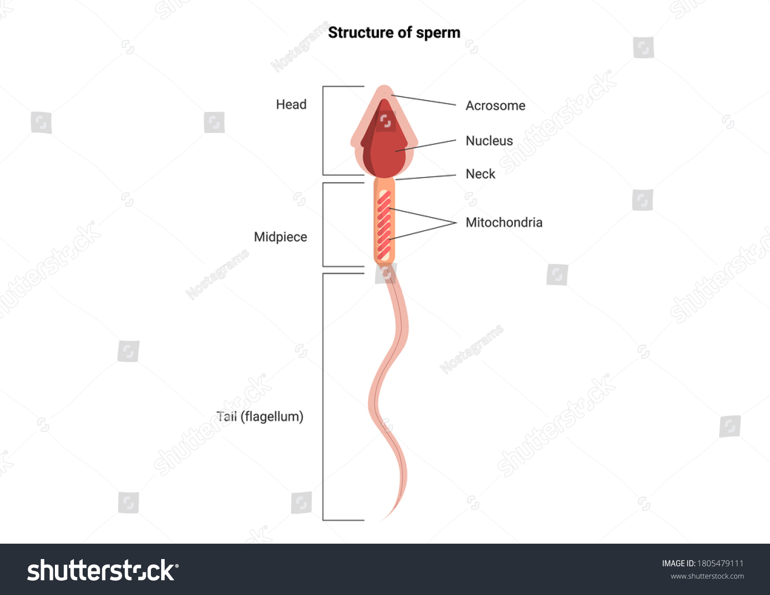 Vektor Stok Structure Spermatozoon Main Parts Labeled Human (Tanpa ... Vektor Stok Structure Spermatozoon Main Parts Labeled Human (Tanpa ...