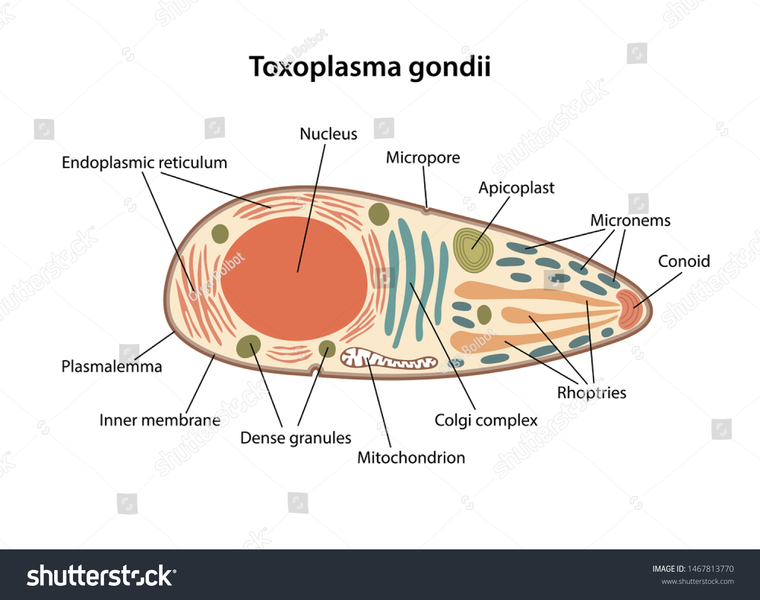 Structure Toxoplasma Gondii Corresponding Designations Vector Vector