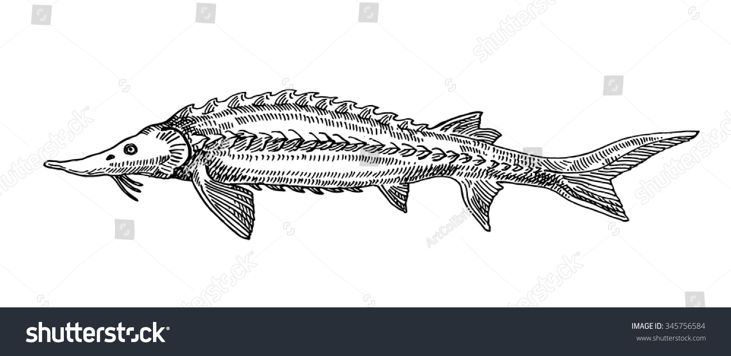 Sturgeon Fishvector Hand Drawing Stock Vector (Royalty Free) 345756584 ...