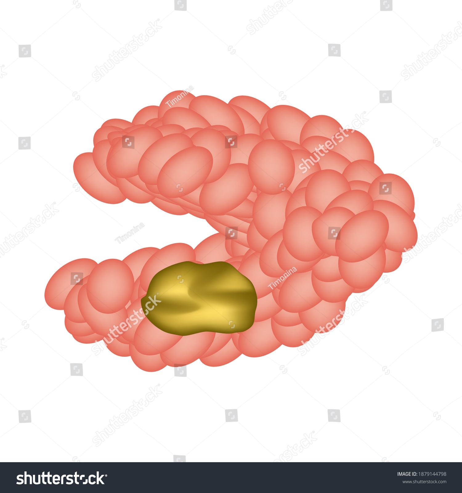 Submandibular Salivary Gland Cyst Structure Submandibular Stock Vector ... Submandibular Salivary Gland Cyst Structure Submandibular Stock Vector ...