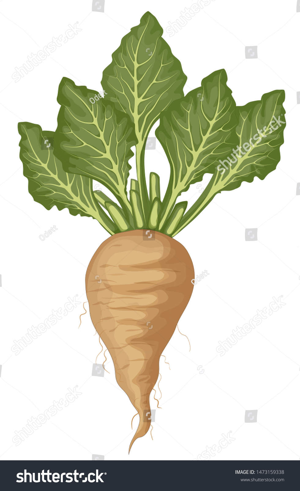 Sugar Beet Cartoon Vector Illustrationwhite Beet Stock Vector Royalty