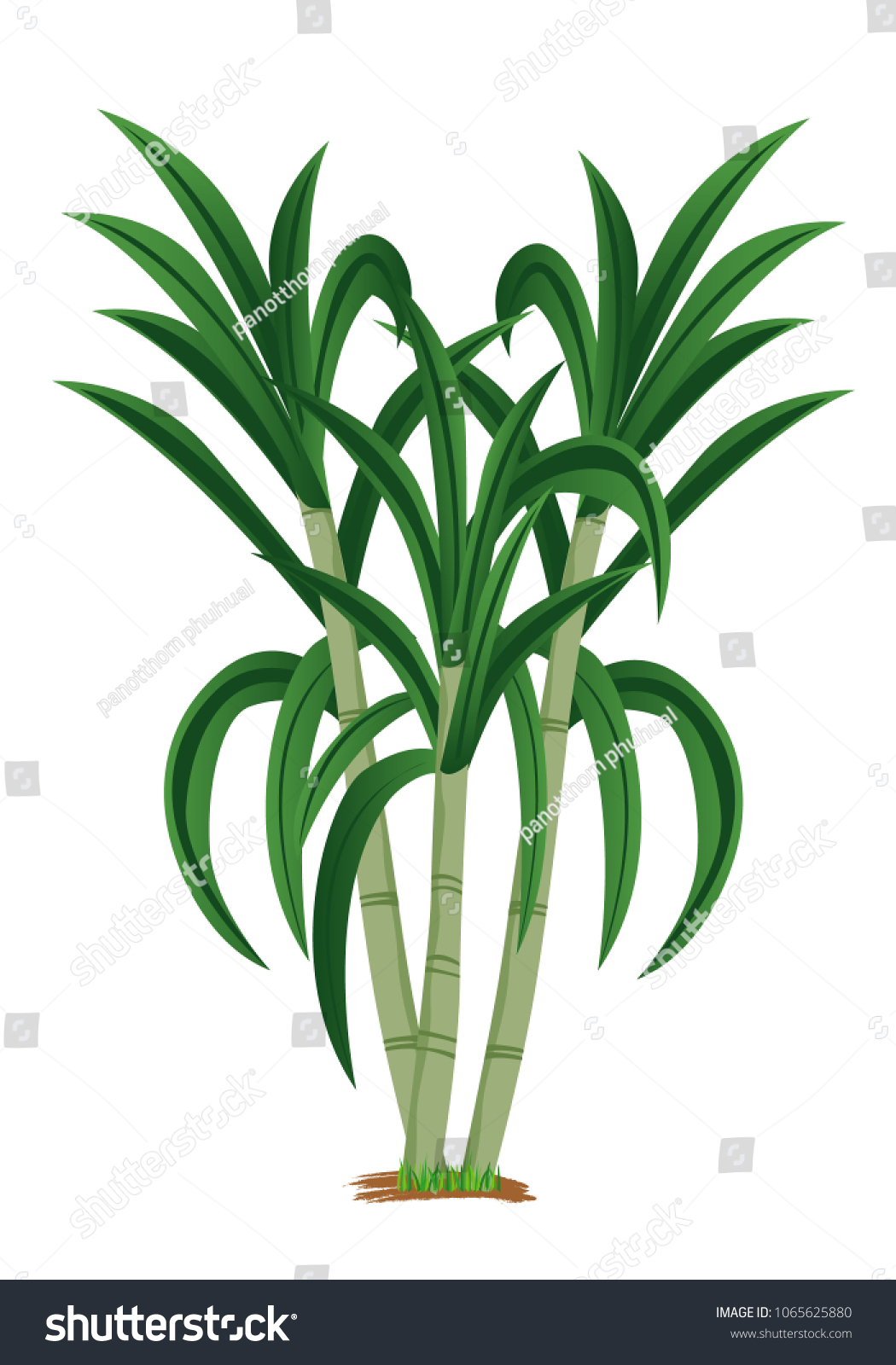 Sugar Cane Plant Vector Design เวกเตอร์สต็อก (ปลอดค่าลิขสิทธิ์ ...