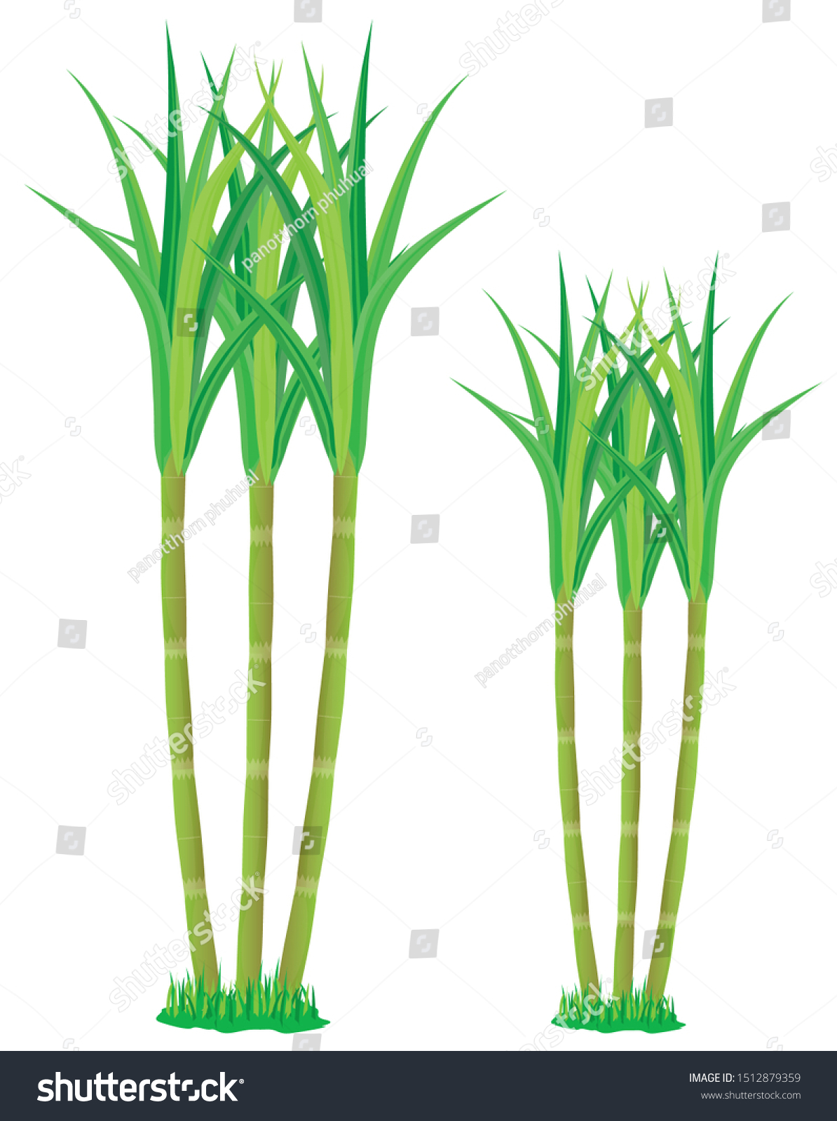Sugar Cane Plant Vector Design: vector de stock (libre de regalías ...