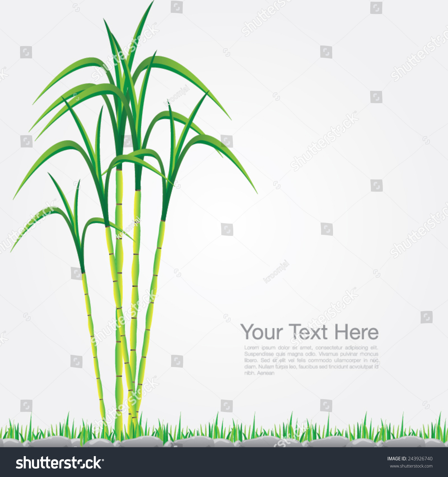 Sugar Cane Vector Format Stock Vector (Royalty Free) 243926740 ...