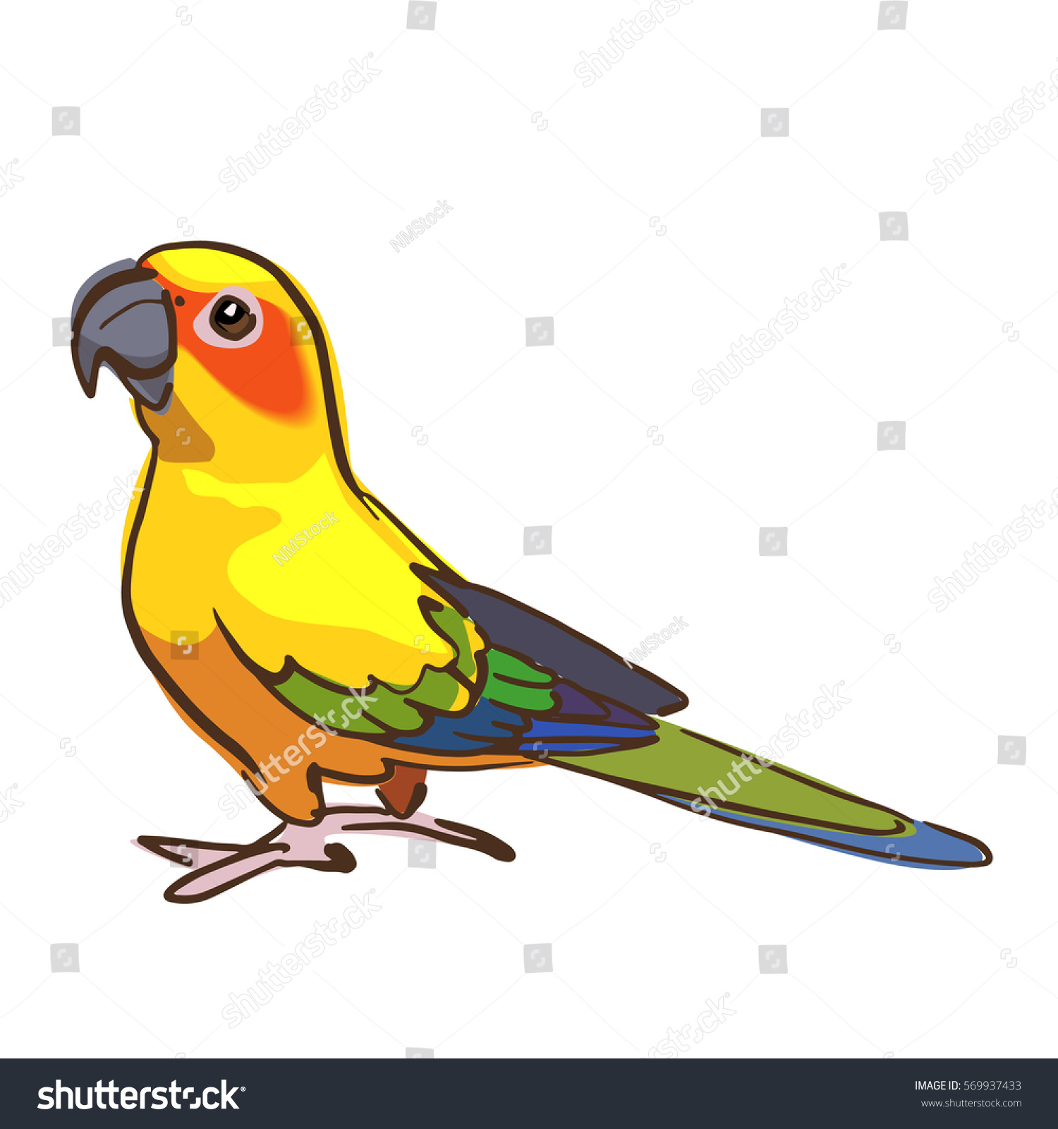 Sun Conure Vector Illustration Stock Vector 569937433 - Shutterstock