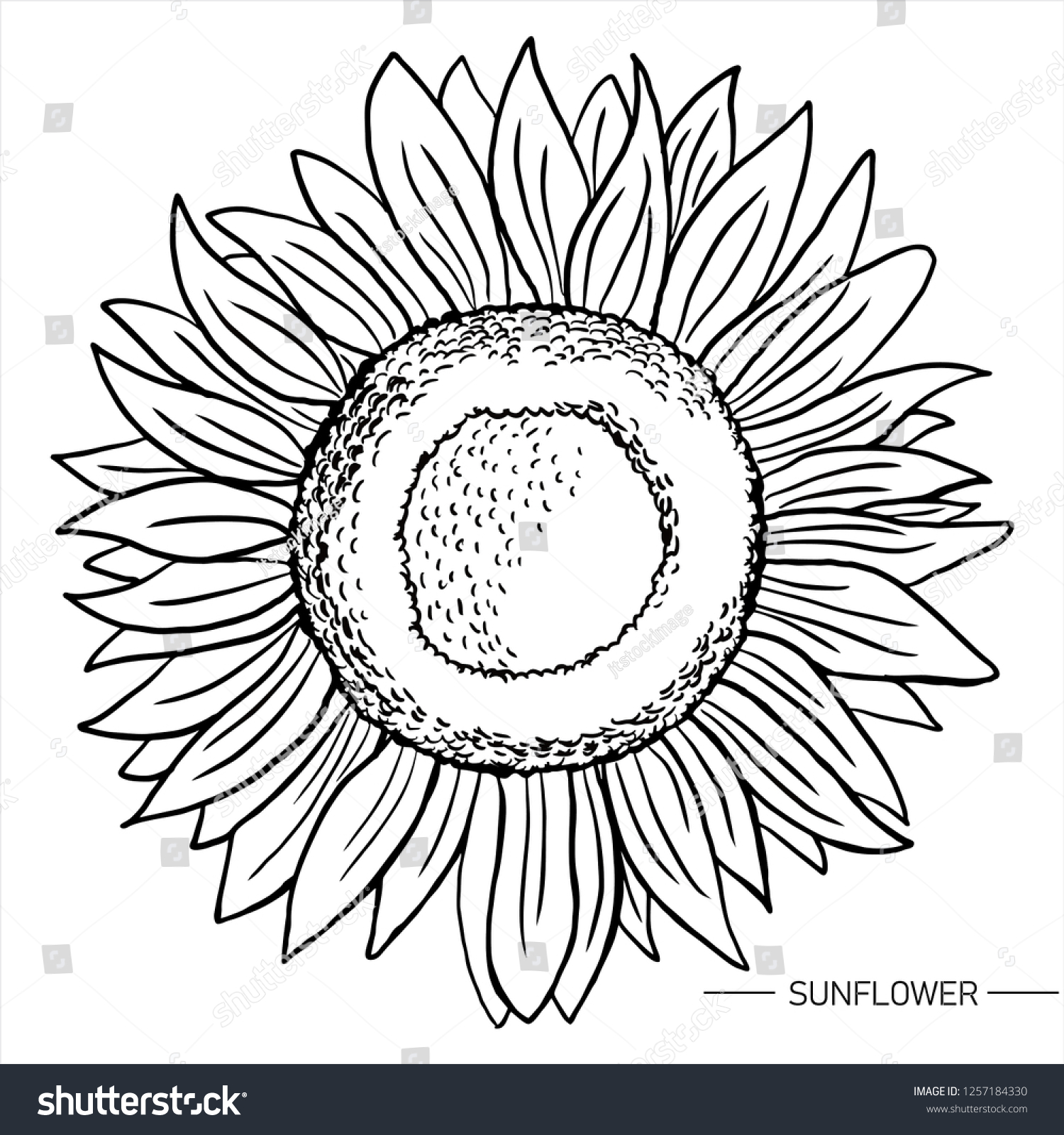 Sunflower Hand Drawn Vector Art Stock Vector (Royalty Free) 1257184330 ...