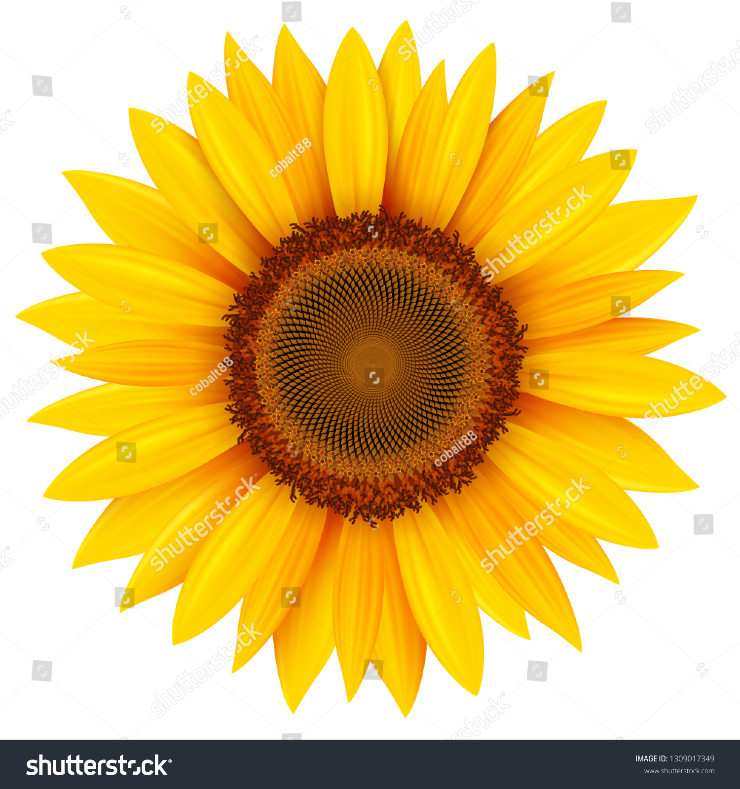 Sunflower Isolated Vector Flower Stock Vector (Royalty Free) 1309017349