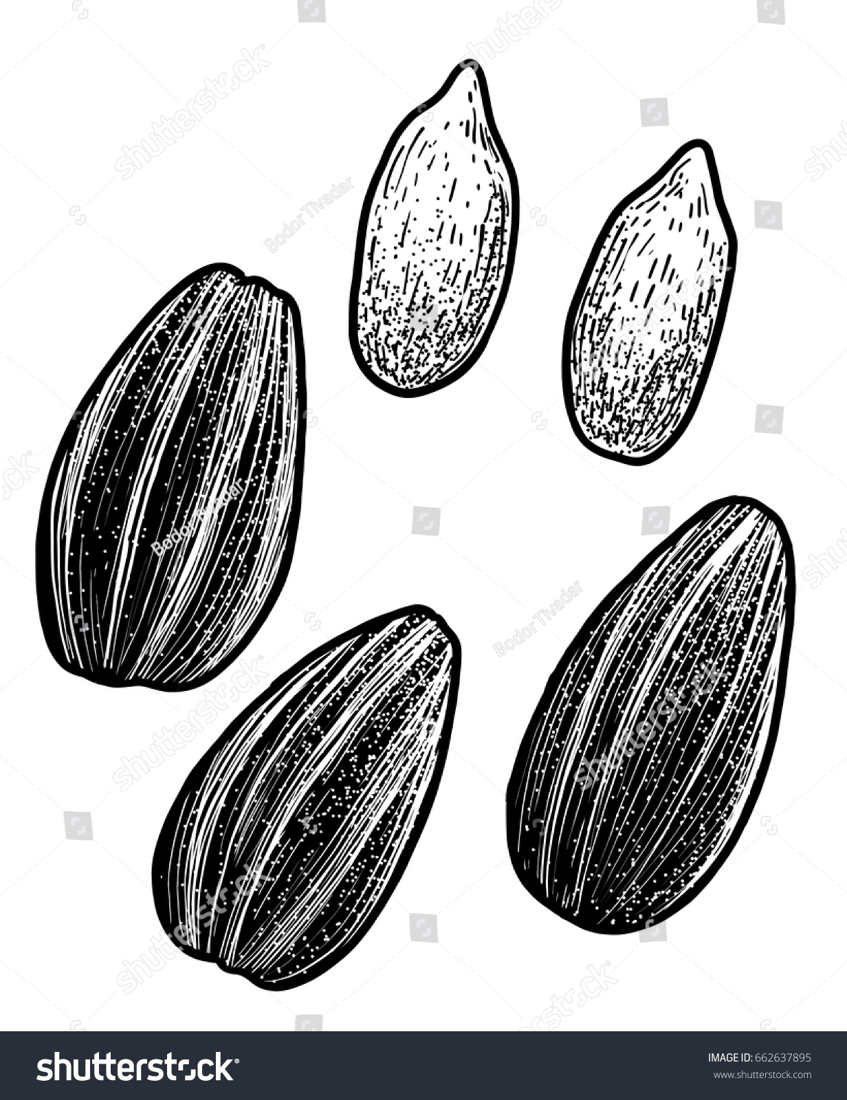 Sunflower Seed Illustration Drawing Engraving Ink: เวกเตอร์สต็อก (ปลอด ... Sunflower Seed Illustration Drawing Engraving Ink: เวกเตอร์สต็อก (ปลอด ...