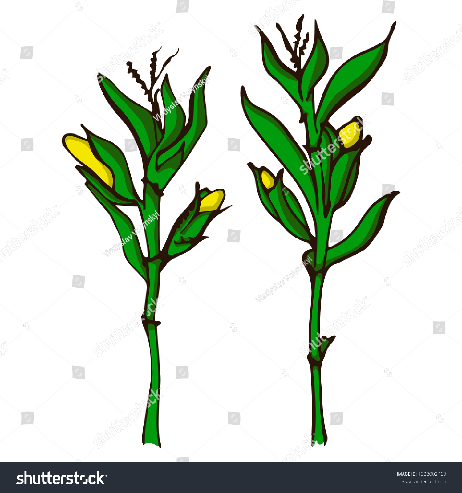 Sweet Corn Vector Image Eps Stock Vector (Royalty Free) 1322002460
