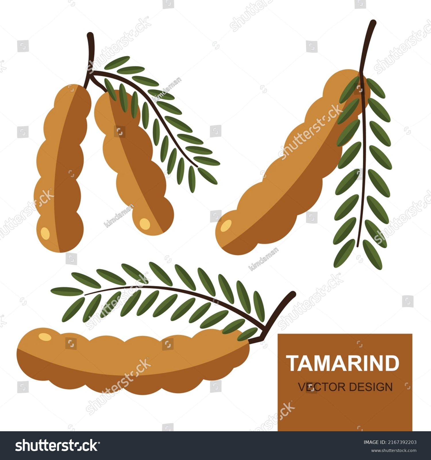 Tamarindfruit Vector Illustration Flat Design Style Stock Vector ...