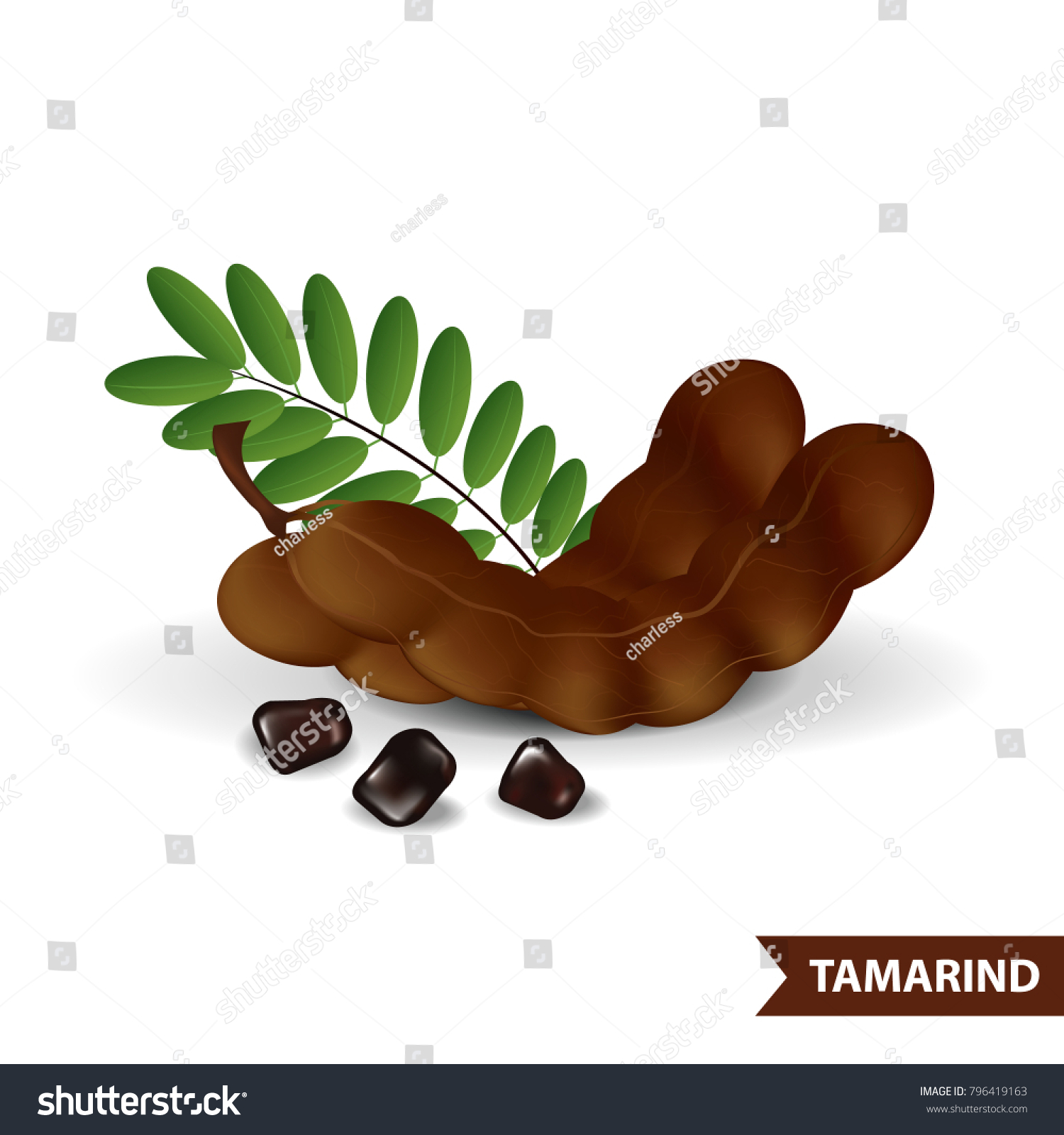 3,151 vectores de Tamarindo vector - Vectores, imágenes y arte ...