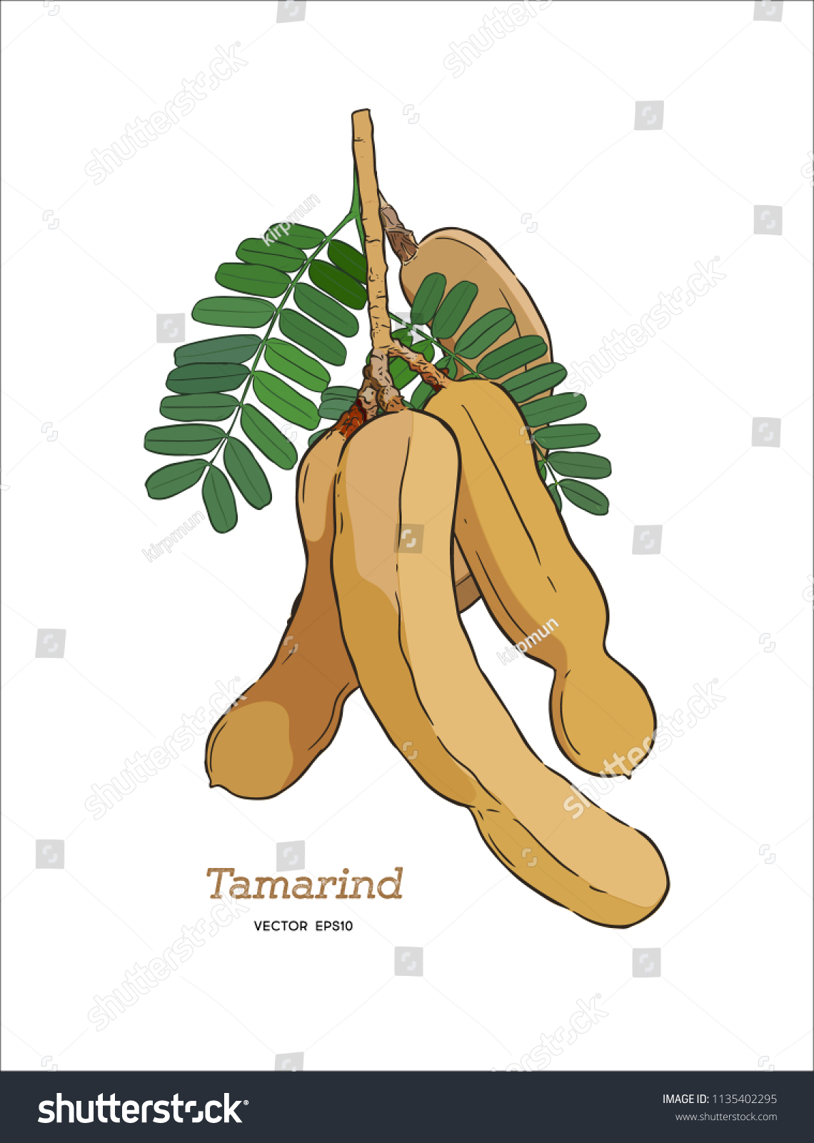 Tamarind Leaf Hand Draw Sketch Vector Stock Vector (Royalty Free ...