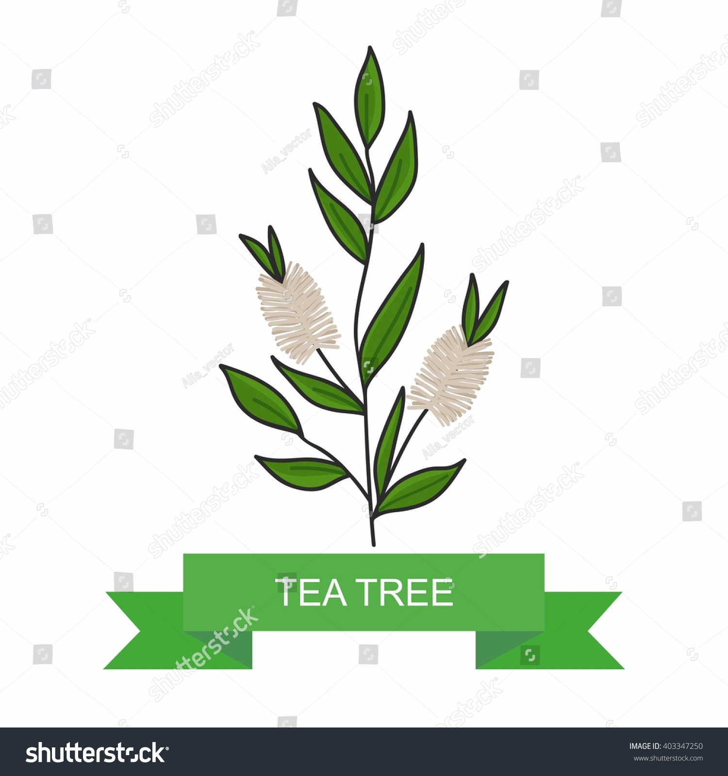 Tea Tree Branch Flowers Vector Illustration Stock Vector (Royalty Free ...