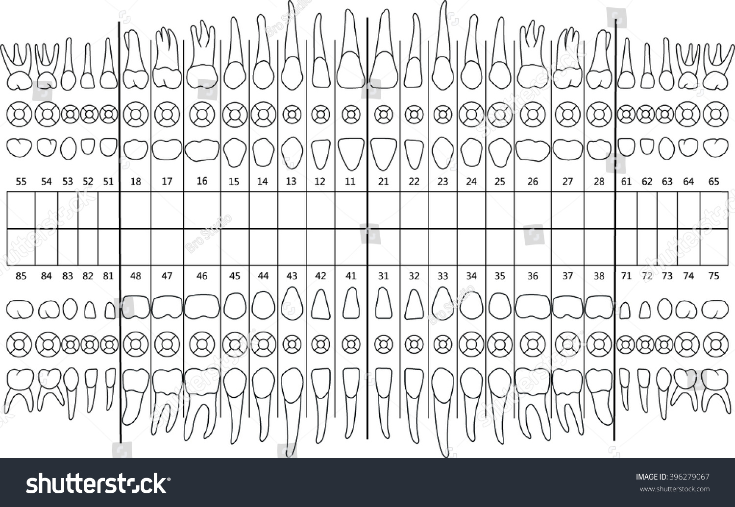 Teeth Formula Dental Website Stock Vector (Royalty Free) 396279067 ...