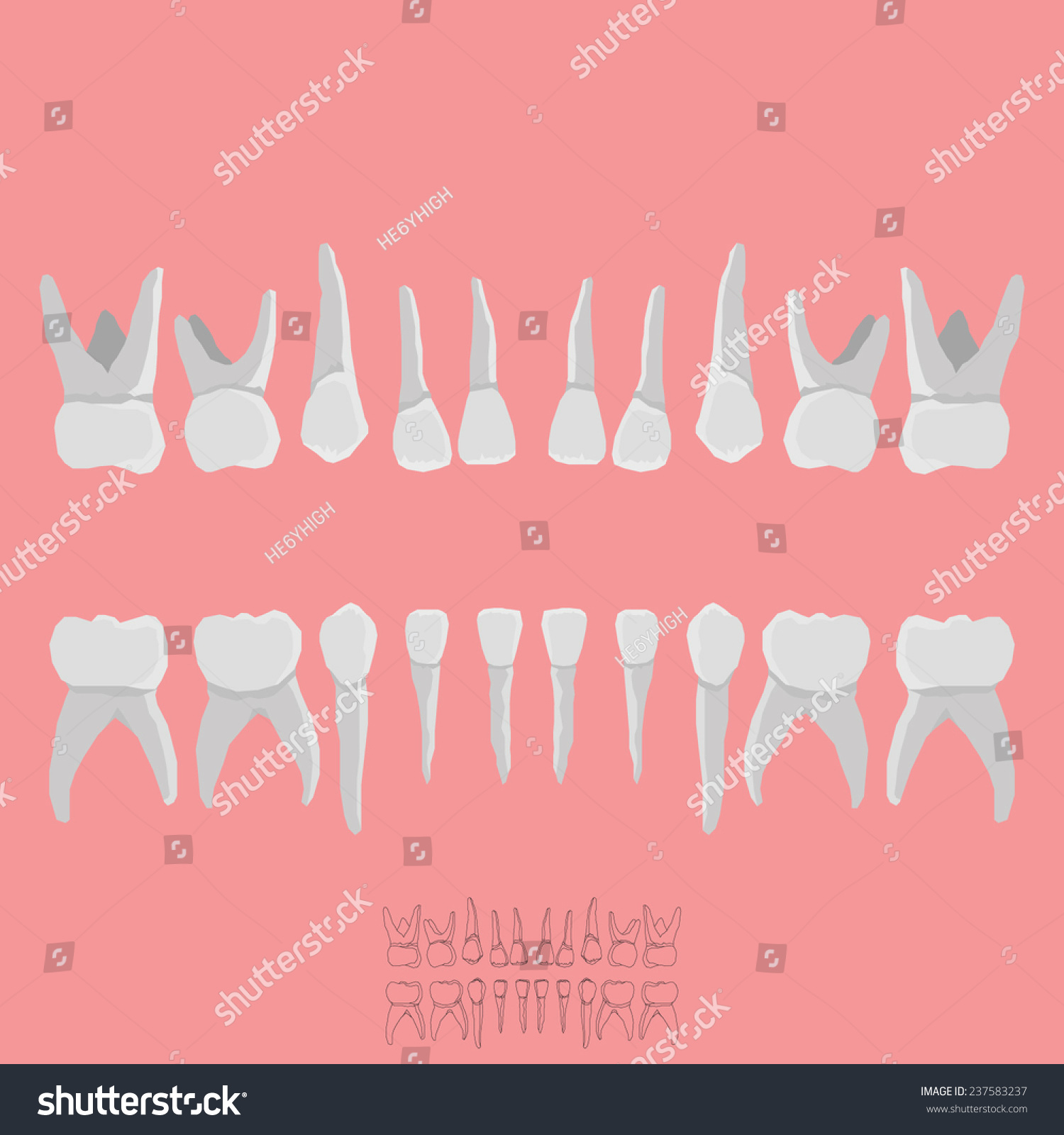 Teeth Morphology Low Poly Dental 库存矢量图（免版税）237583237 | Shutterstock