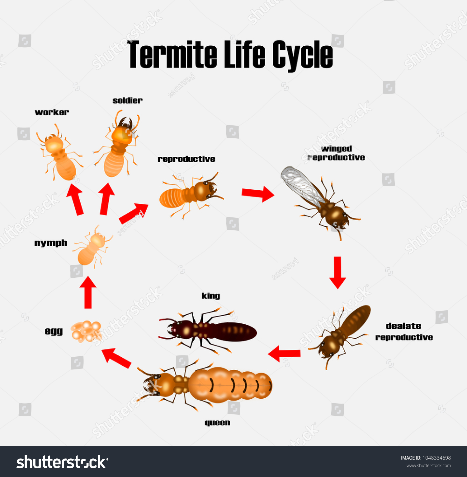 7,211 Termites soil Images, Stock Photos & Vectors | Shutterstock