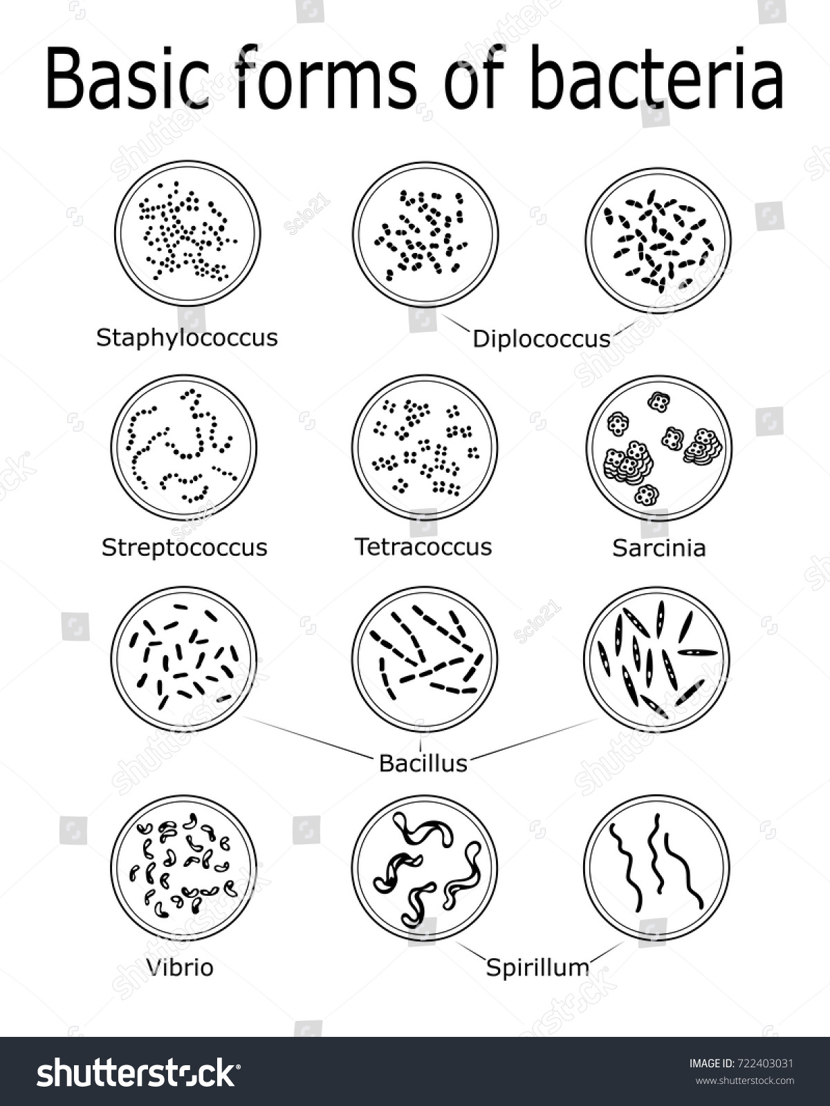 Basic Forms Bacteria Such Monococcus Diplococcus Stock Vector (Royalty ...