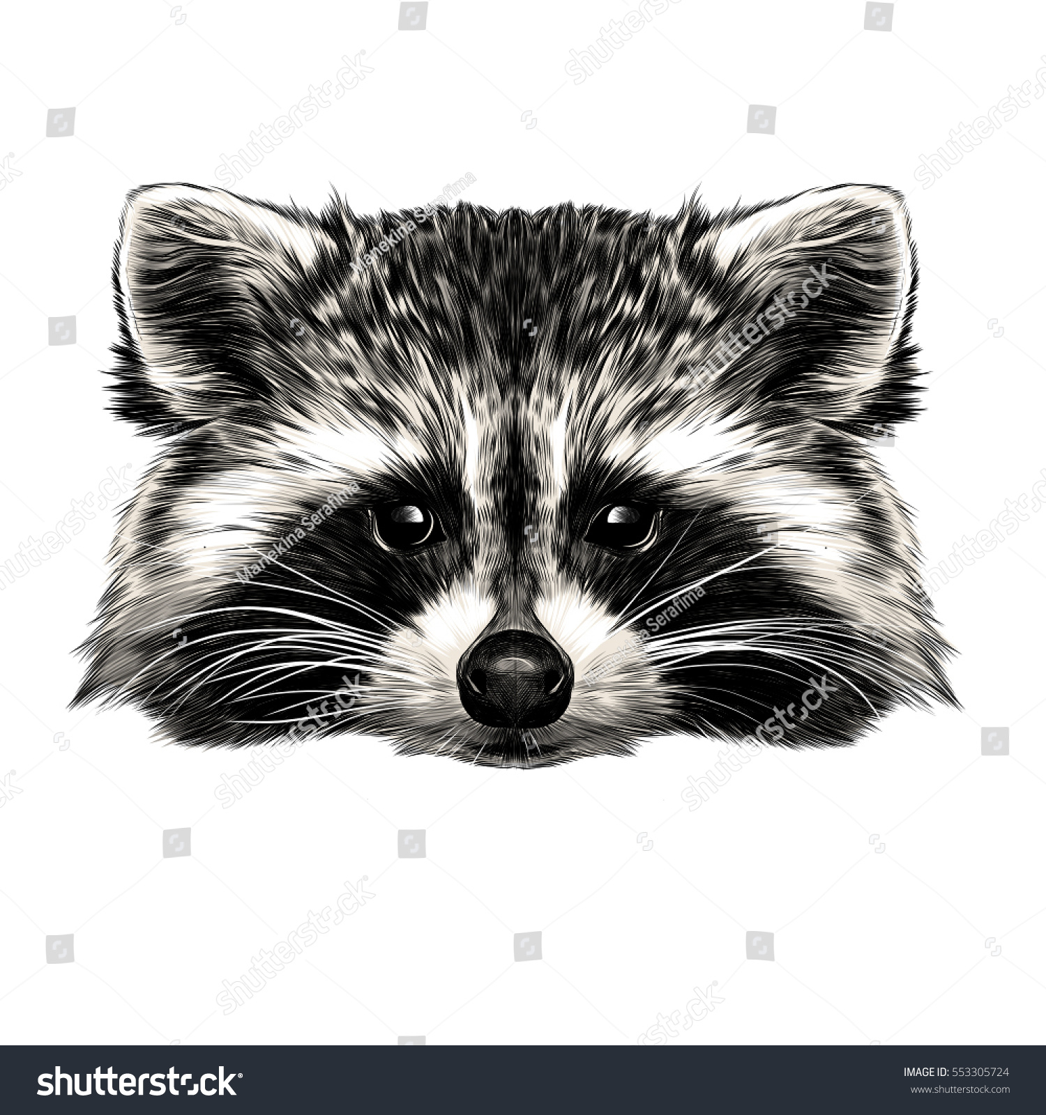 Coon Head Vector Color Drawing: vector de stock (libre de regalías ...