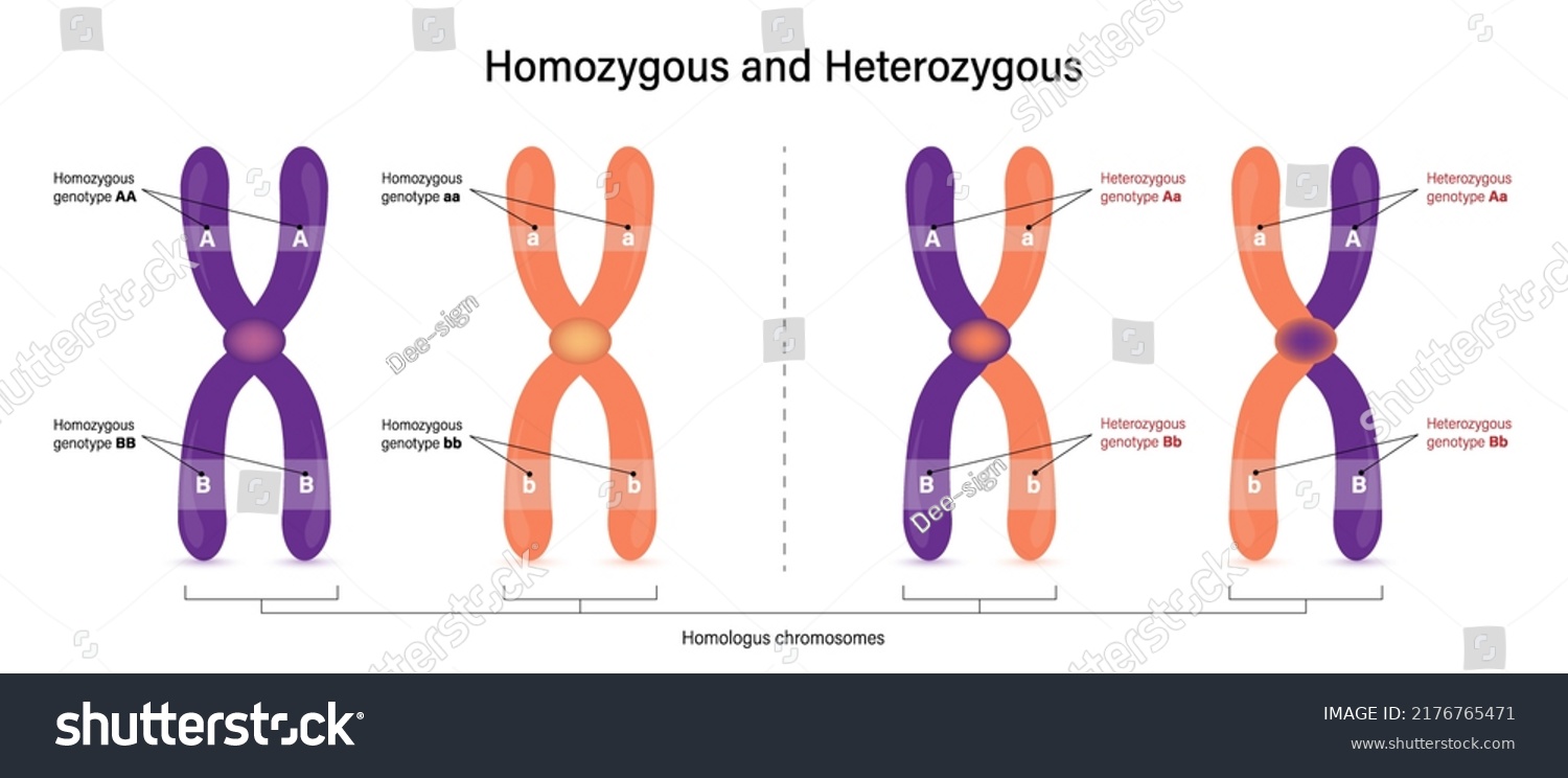 Difference Homozygous Heterozygous Vector Used Scientific Stock Vector ... Difference Homozygous Heterozygous Vector Used Scientific Stock Vector ...