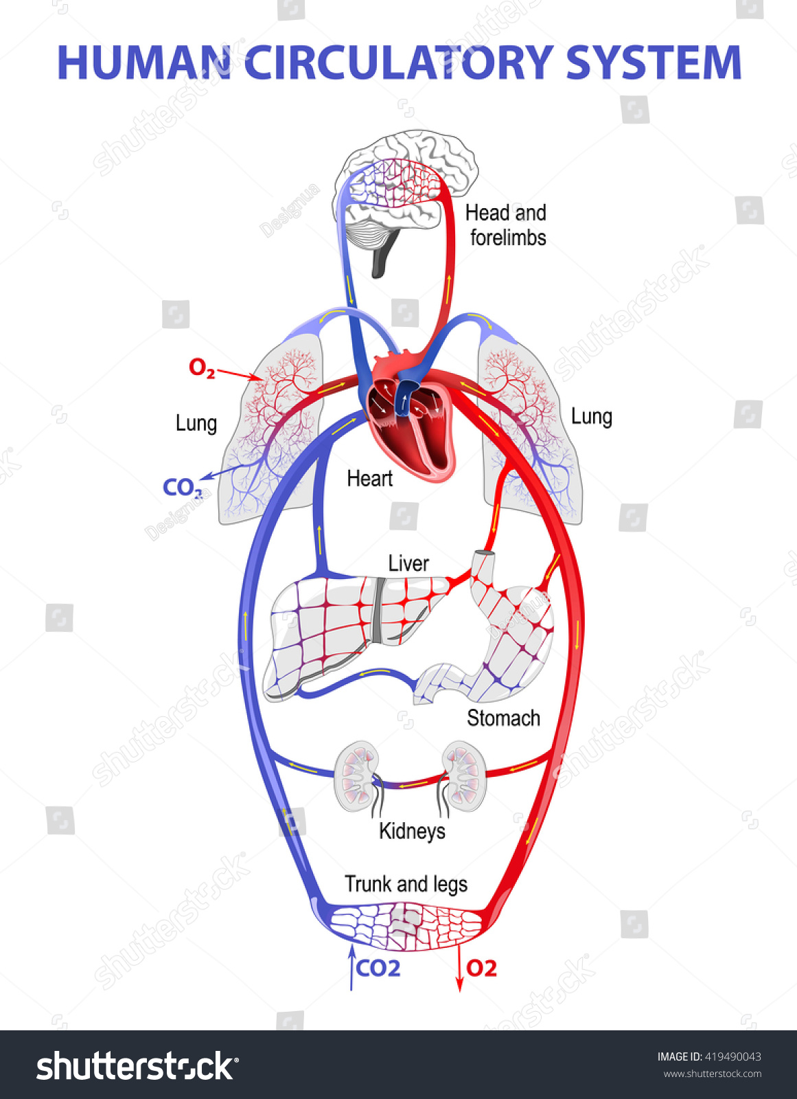 The Human Circulatory System Stock Vector Illustration 419490043 ... The Human Circulatory System Stock Vector Illustration 419490043 ...