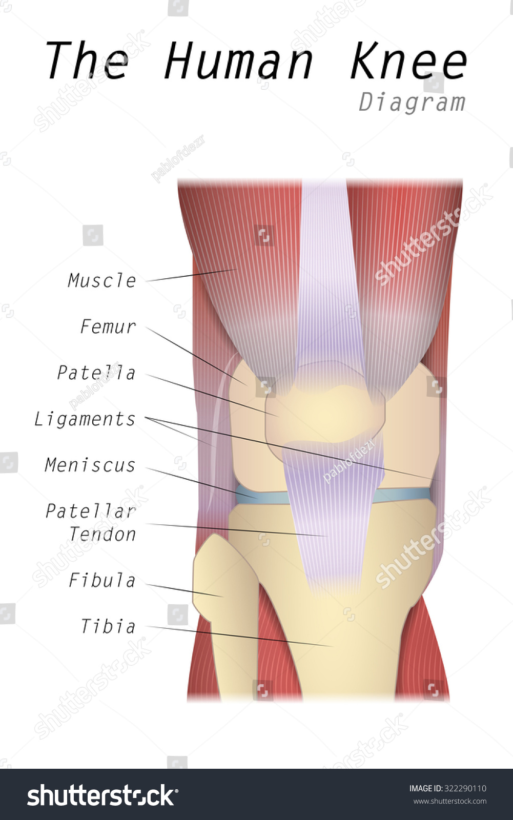 Human Knee Diagram: vector de stock (libre de regalías) 322290110 ...