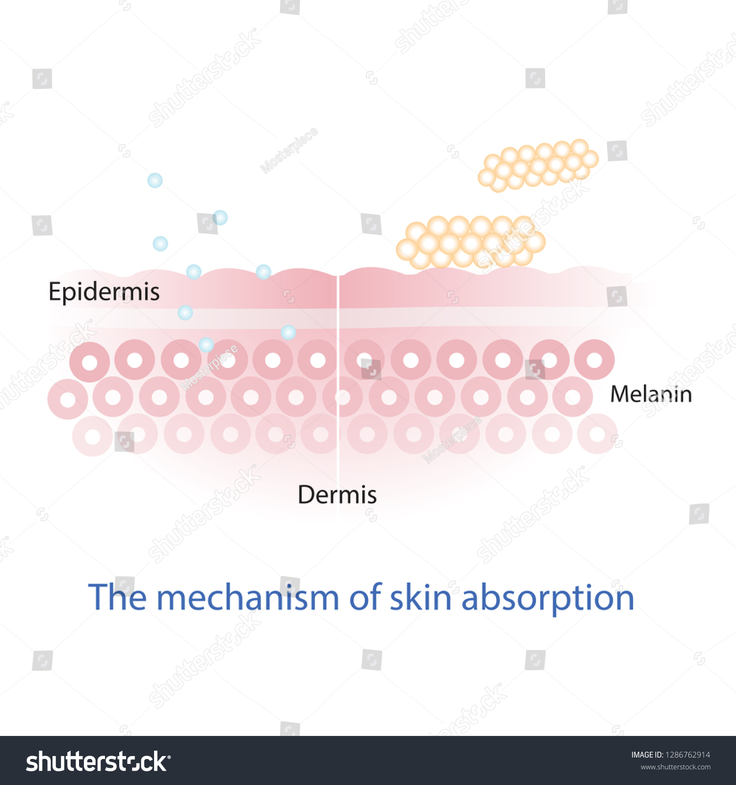 Mechanism Nutrient Absorption Through Skin Layer Stock Vector (Royalty ... Mechanism Nutrient Absorption Through Skin Layer Stock Vector (Royalty ...