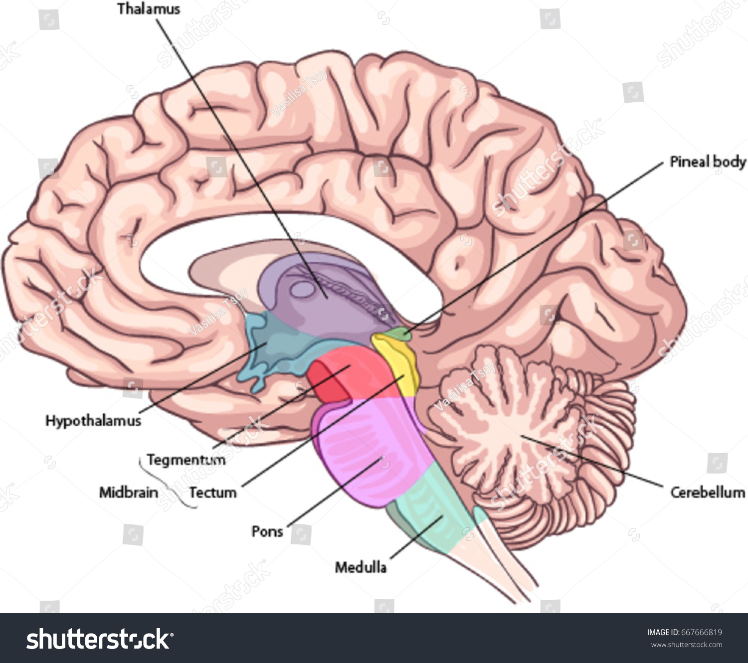 Medial Surface Brain Brain Stem Structures Stock Vector 667666819 ... Medial Surface Brain Brain Stem Structures Stock Vector 667666819 ...