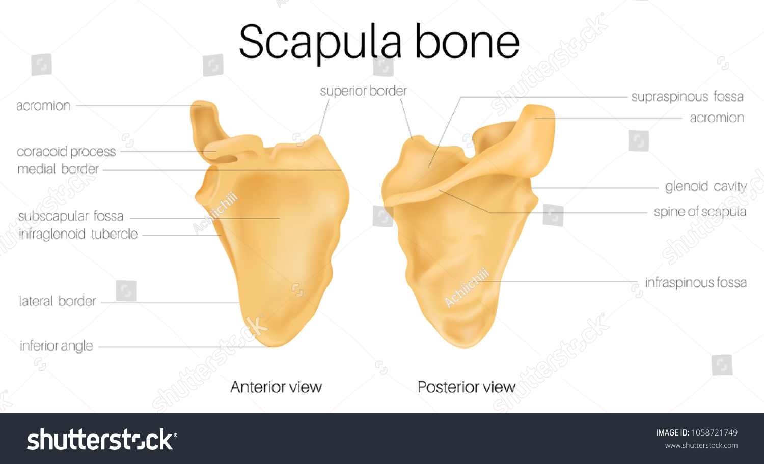 Scapula Bone Stock Vector (Royalty Free) 1058721749 | Shutterstock