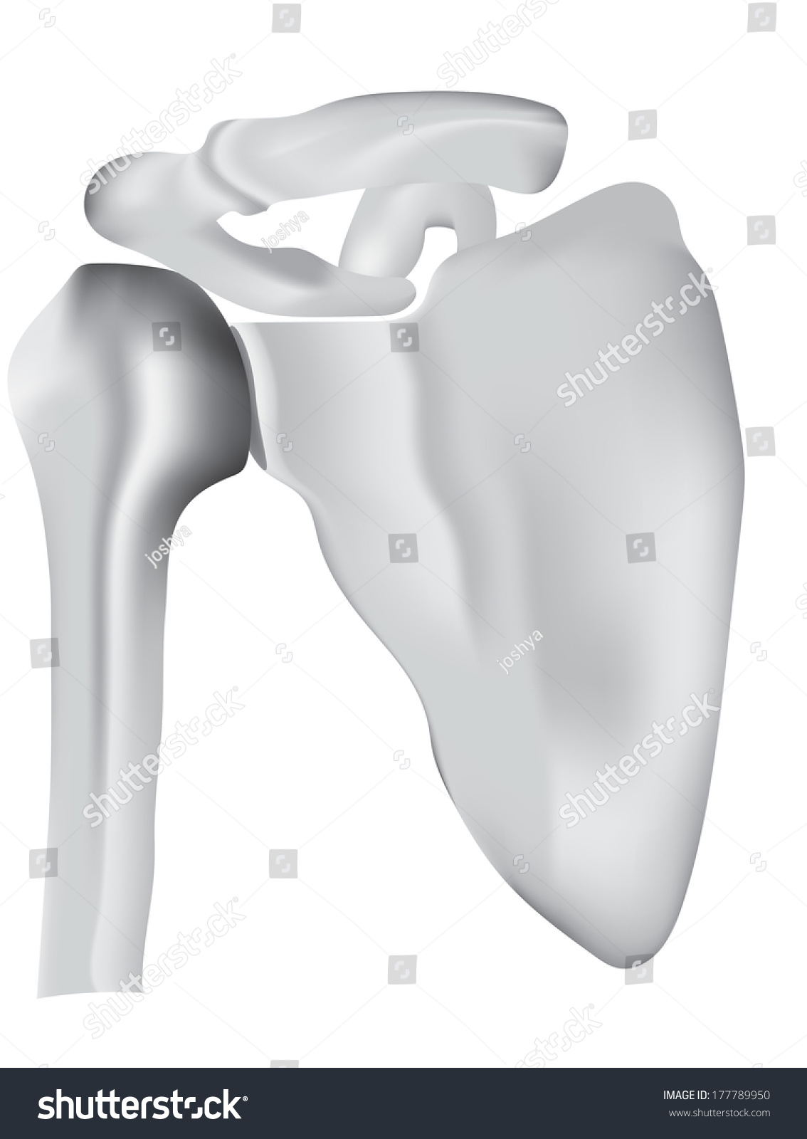 Shoulder Joint Stock Vector (Royalty Free) 177789950 | Shutterstock