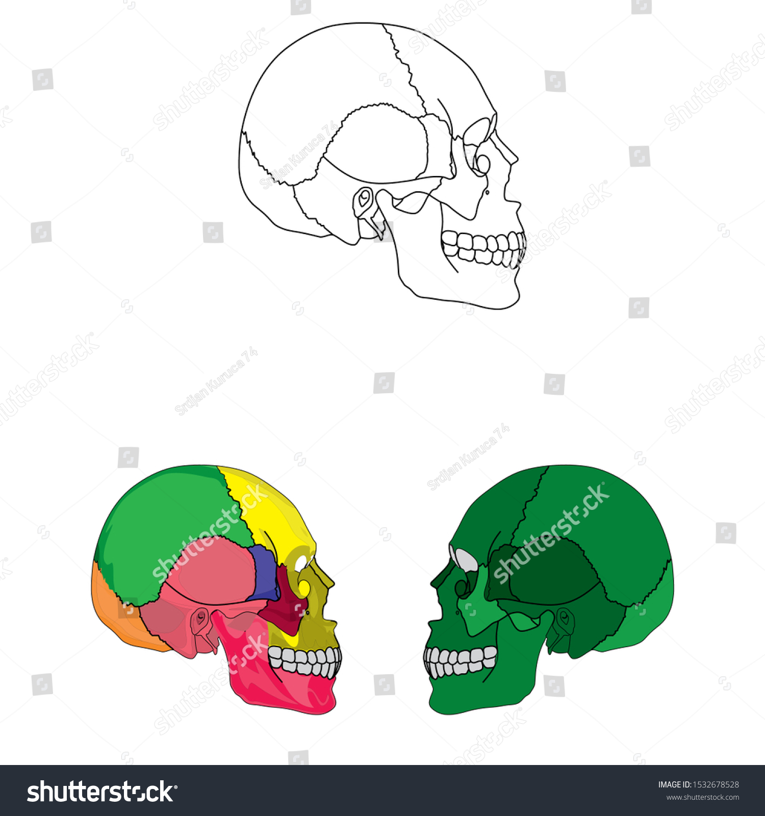 Skull Anatomy Vector Drawing Stock Vector (Royalty Free) 1532678528