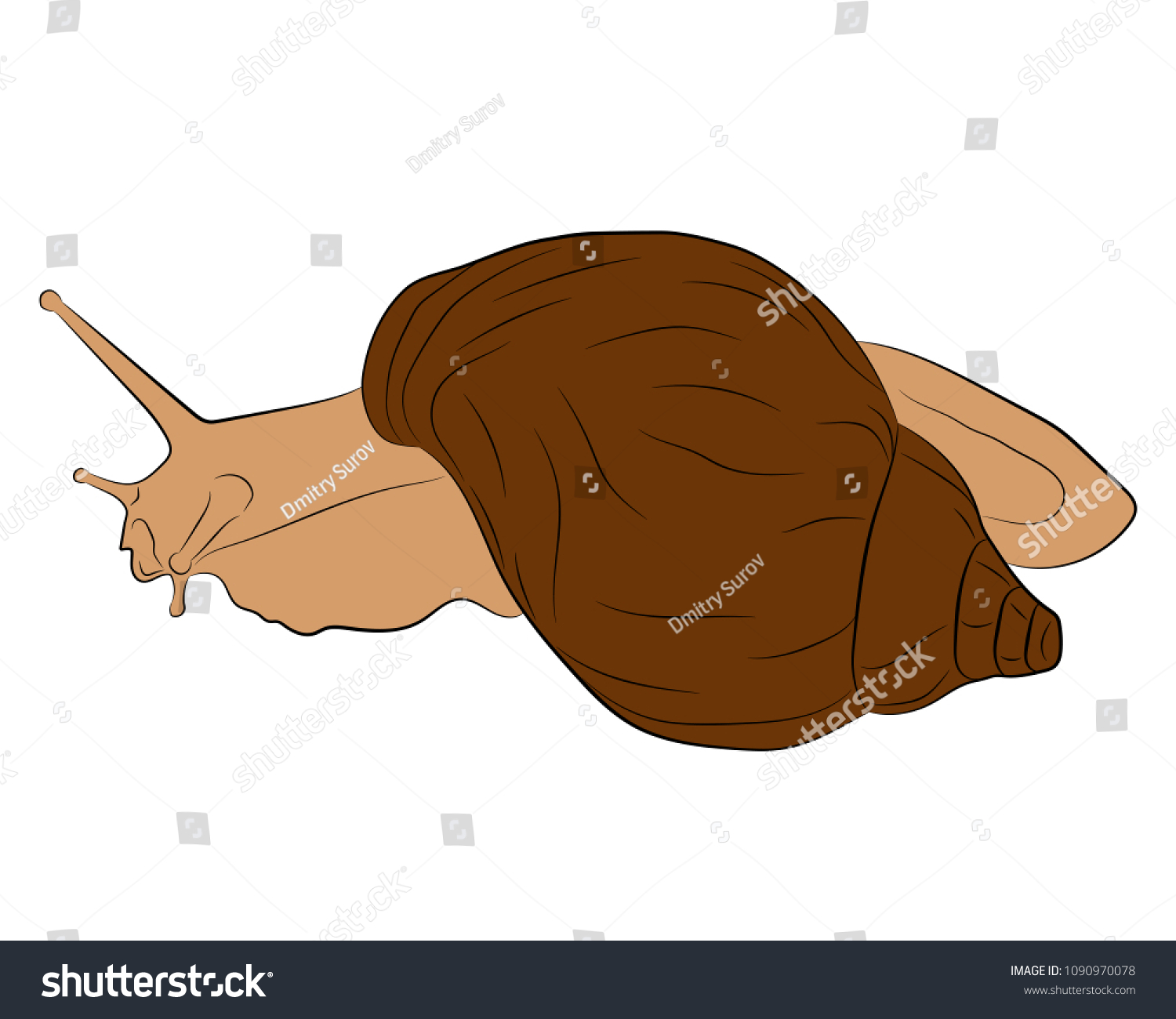 Snail Vector Drawing Illustration: vector de stock (libre de regalías ...