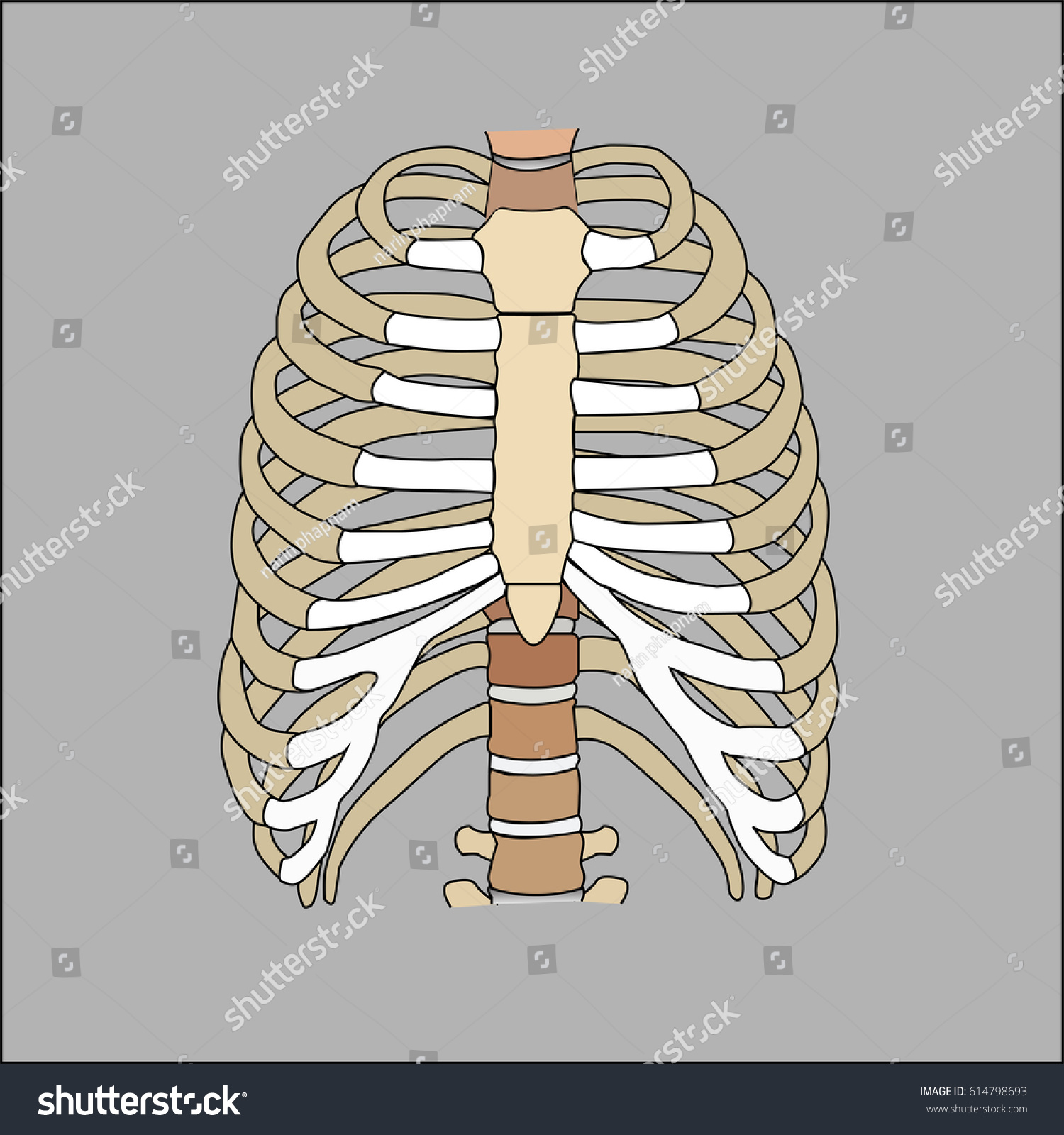 Thoracic Bone Structure Human Anterior View: vector de stock (libre de ...