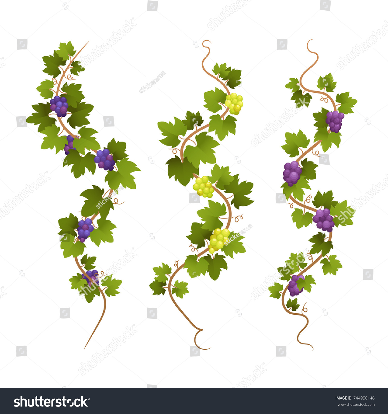 Three Isolated Grape Vines Vector Illustration Stock Vector 744956146 ...