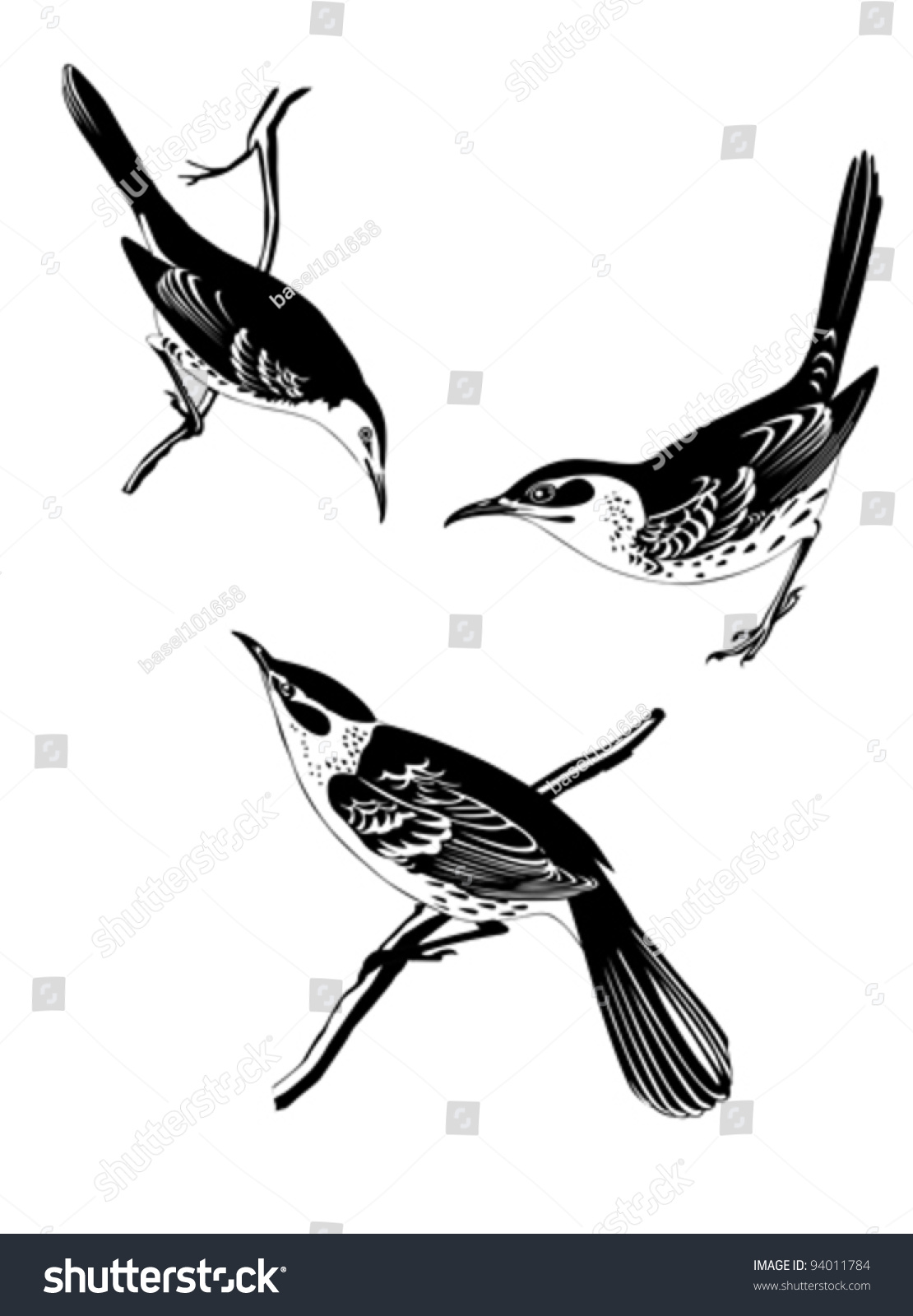 Thrush Silhouette On White Background Vector Stock Vector (Royalty Free ...