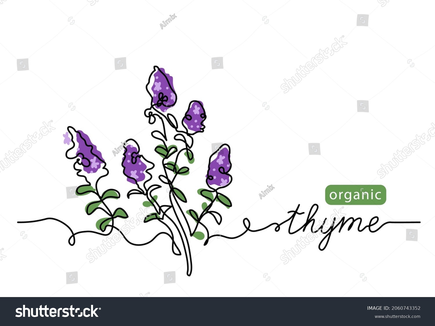 Thyme Simple Vector Sketch Drawing One Stock Vector Royalty Free
