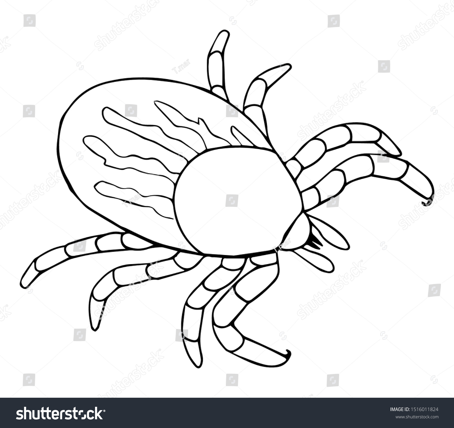 Tick Line Drawing Vector Illustation: vector de stock (libre de ...