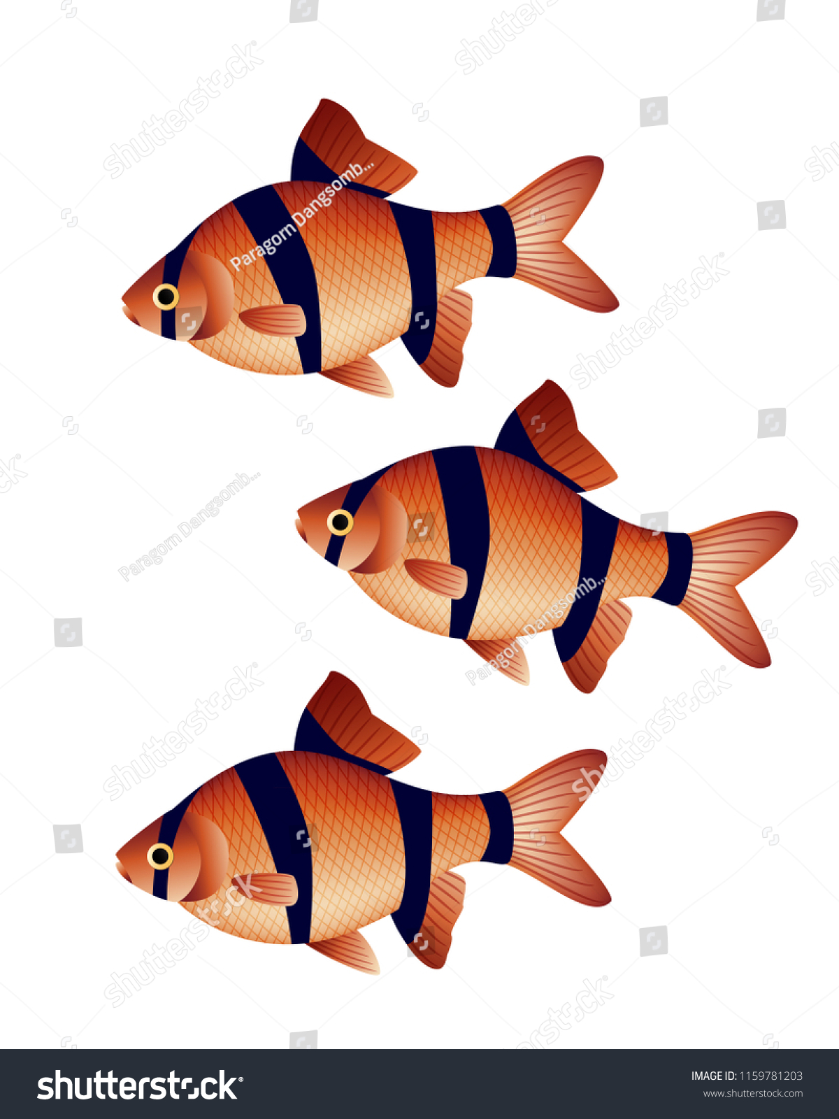 Tiger Barb Fish Graphic Vector Stock Vector (Royalty Free) 1159781203
