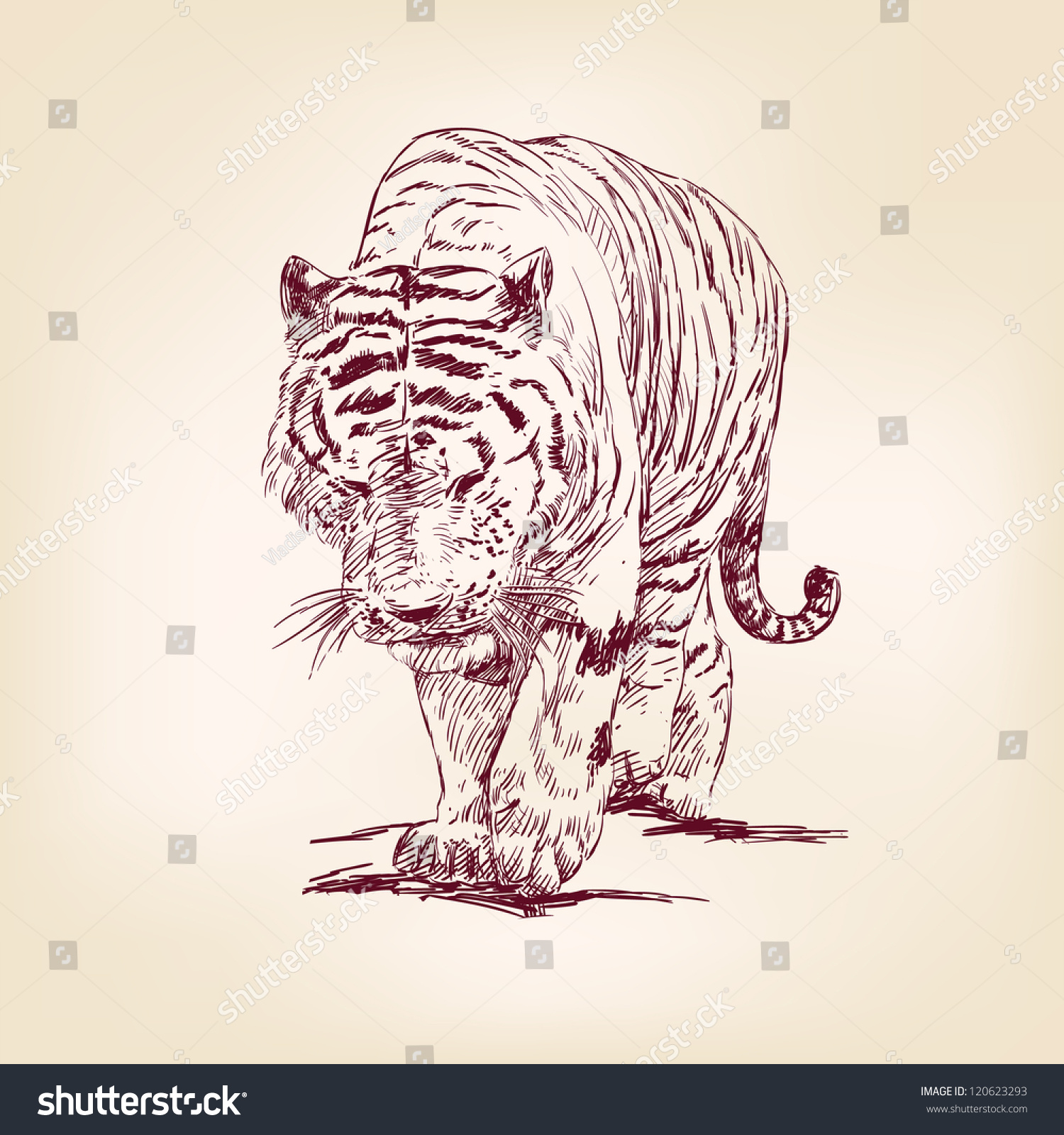 Tiger Hand Drawn Stock Vector Illustration 120623293 : Shutterstock