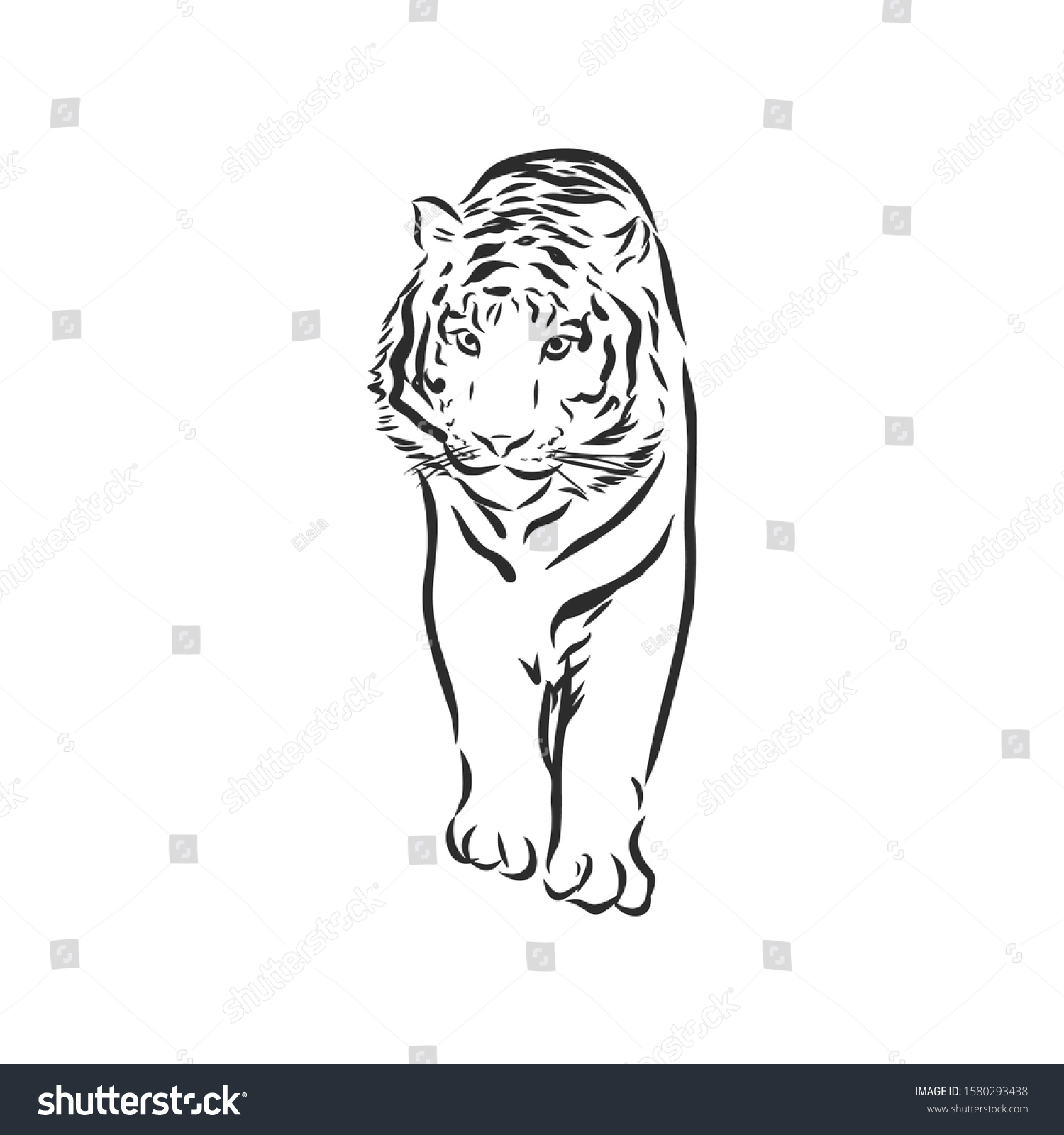 Tiger Sketch Contour Vector Illustration: Stock-Vektorgrafik ...