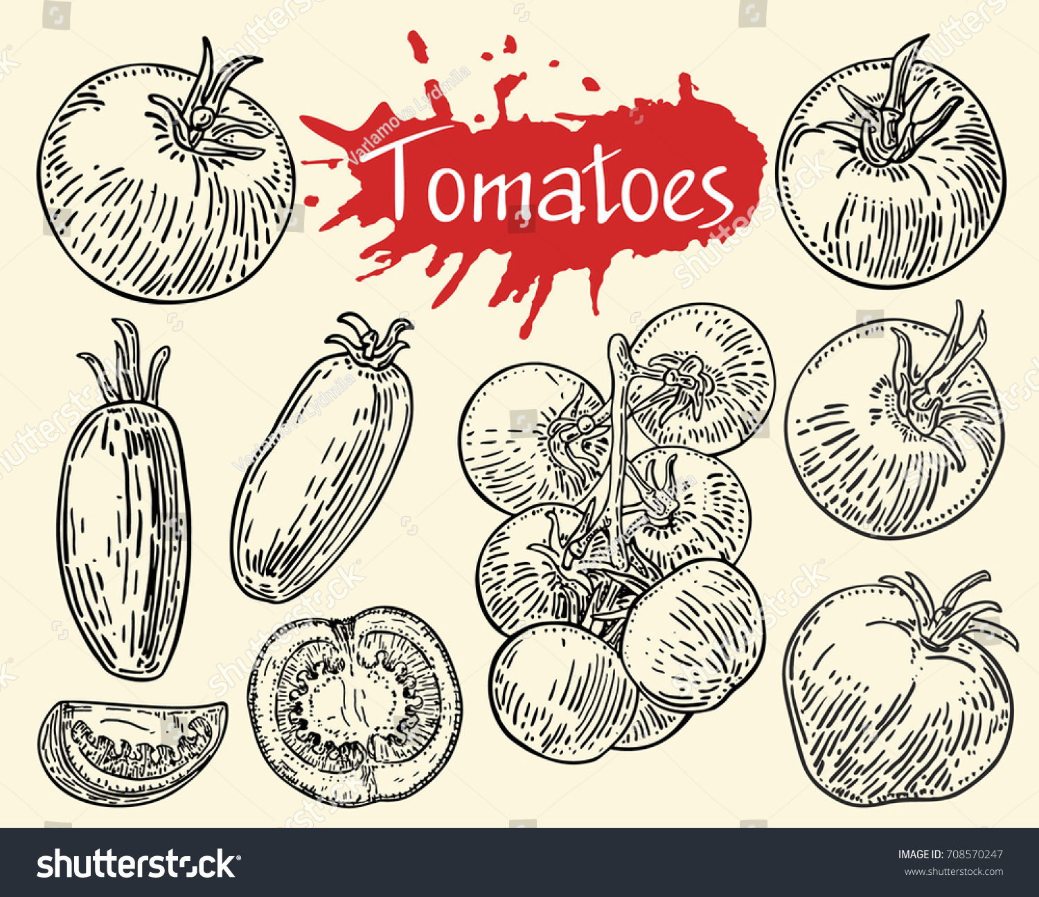 Tomato Vector Drawing Set Tomato Half: vector de stock (libre de ...