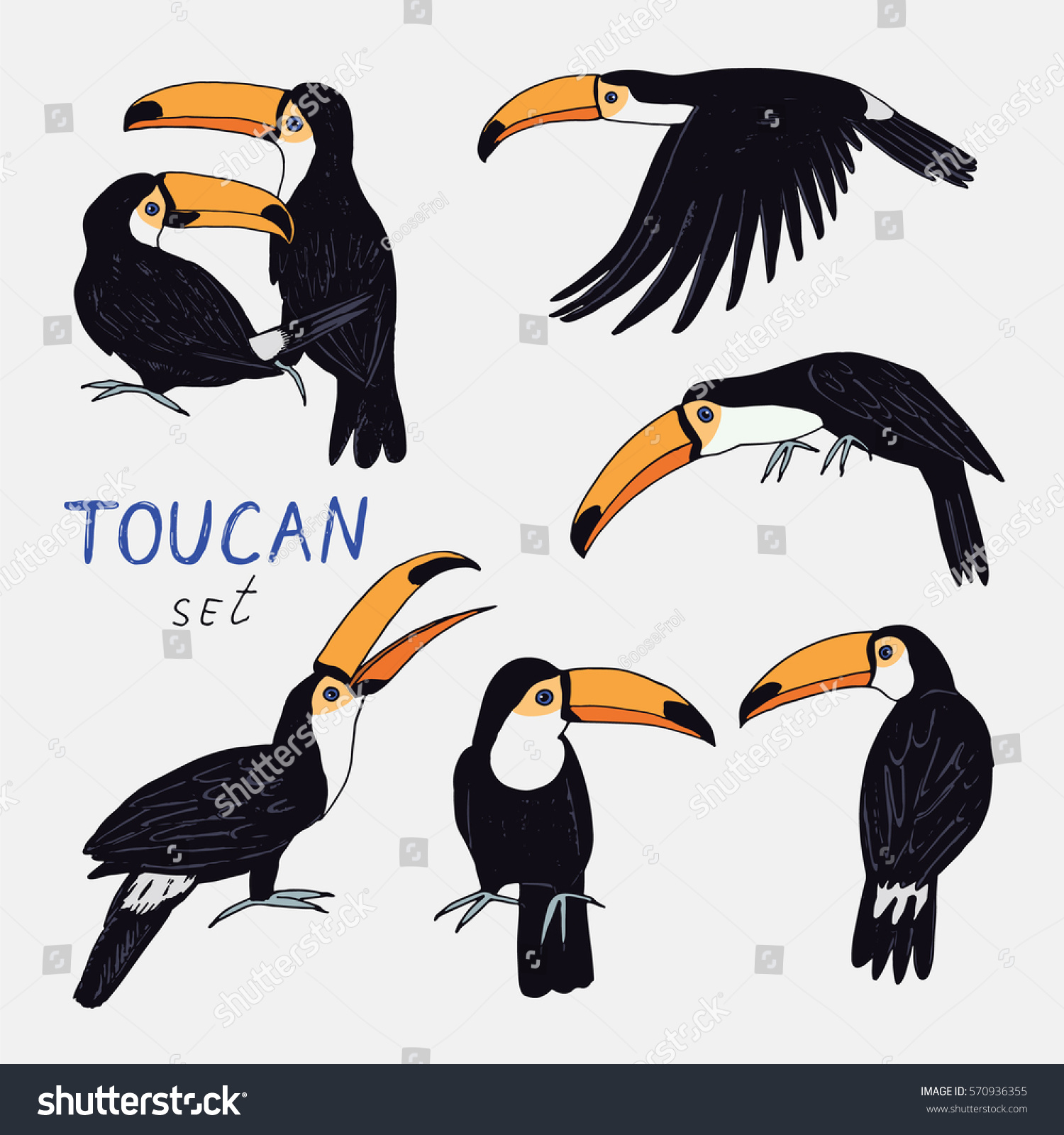 Toucan Bird Color Set Stock Vector (Royalty Free) 570936355 | Shutterstock