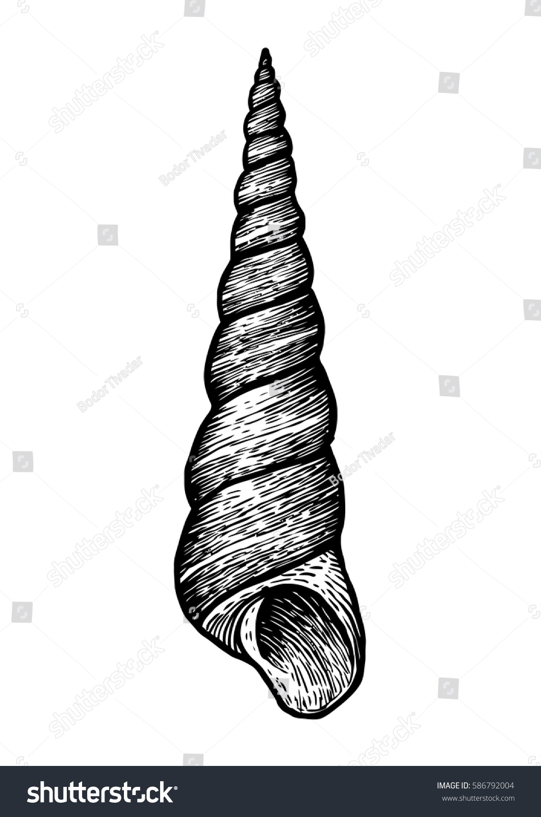 Tower Shell Illustration Drawing Engraving Ink 库存矢量图（免版税）586792004 ...